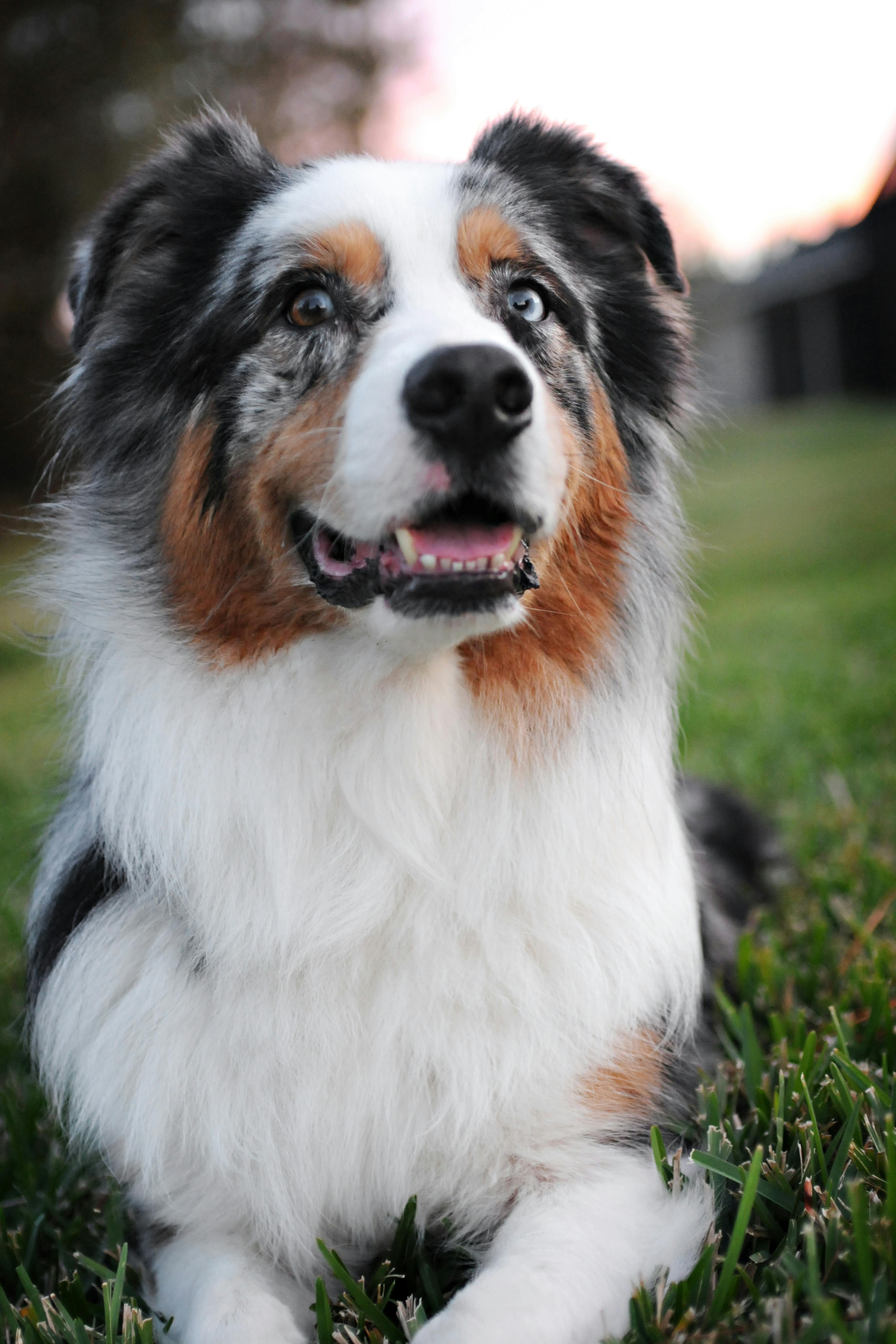 Photo gratuite de activité de plein air, amérique du nord, amical ...
