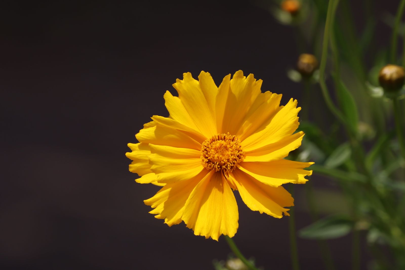 Flower Without Background Photos, Download The BEST Free Flower Without ...
