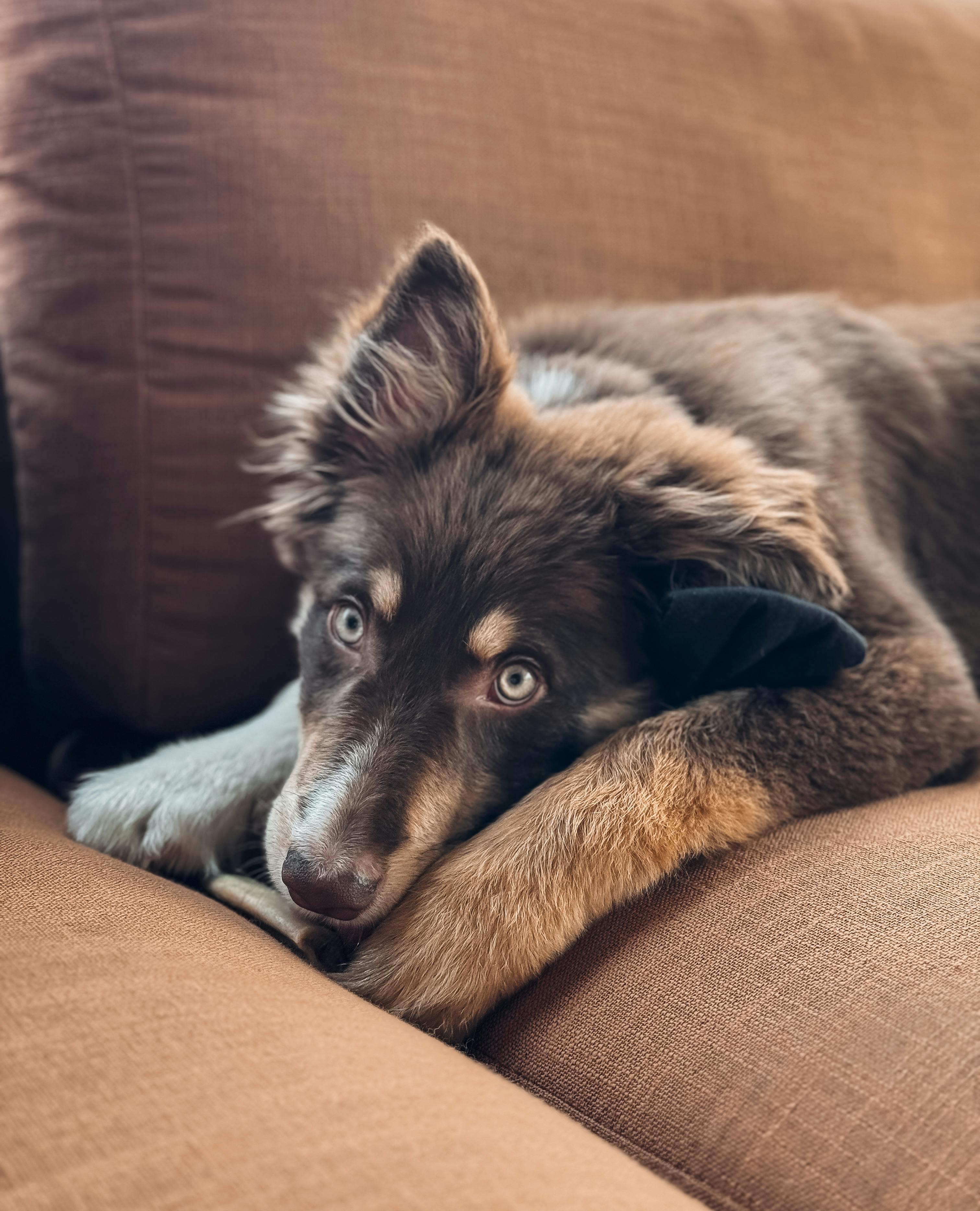 Emily+Compagno+Legs+And+Feet Photos, Download The BEST Free Emily ...