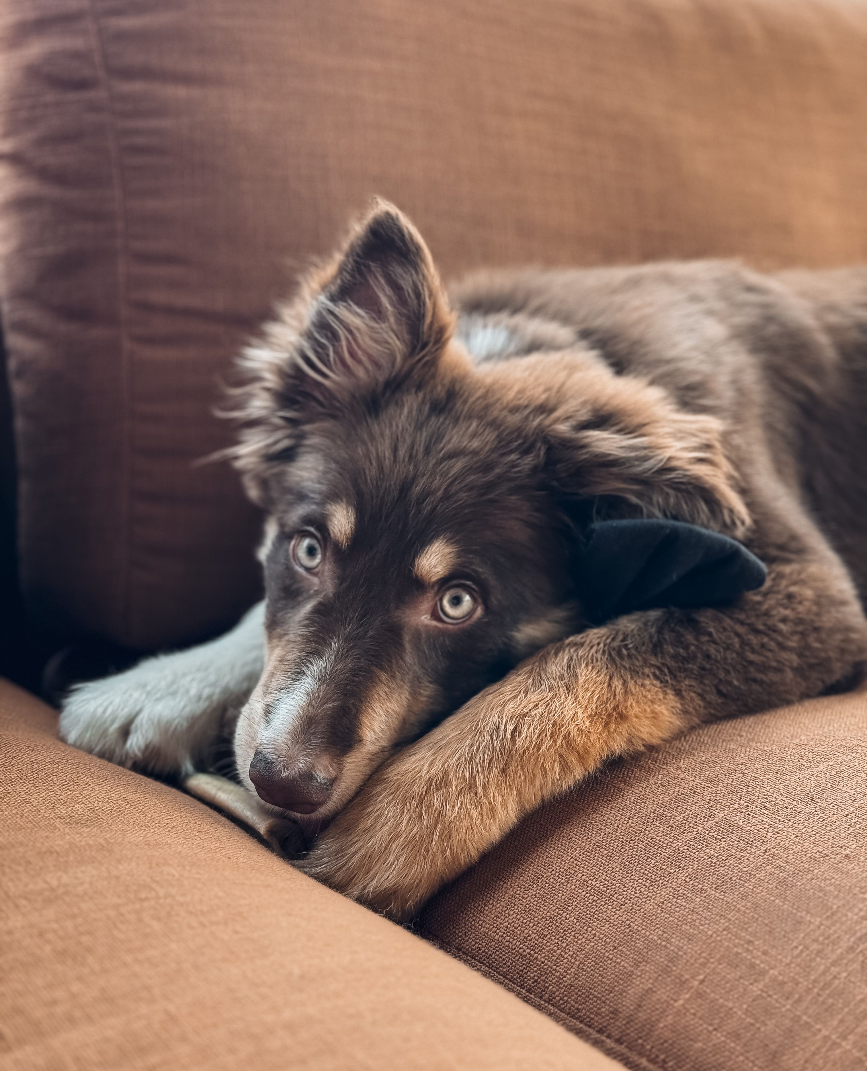 Adorable Border Collie Puppy Resting on Couch · Free Stock Photo