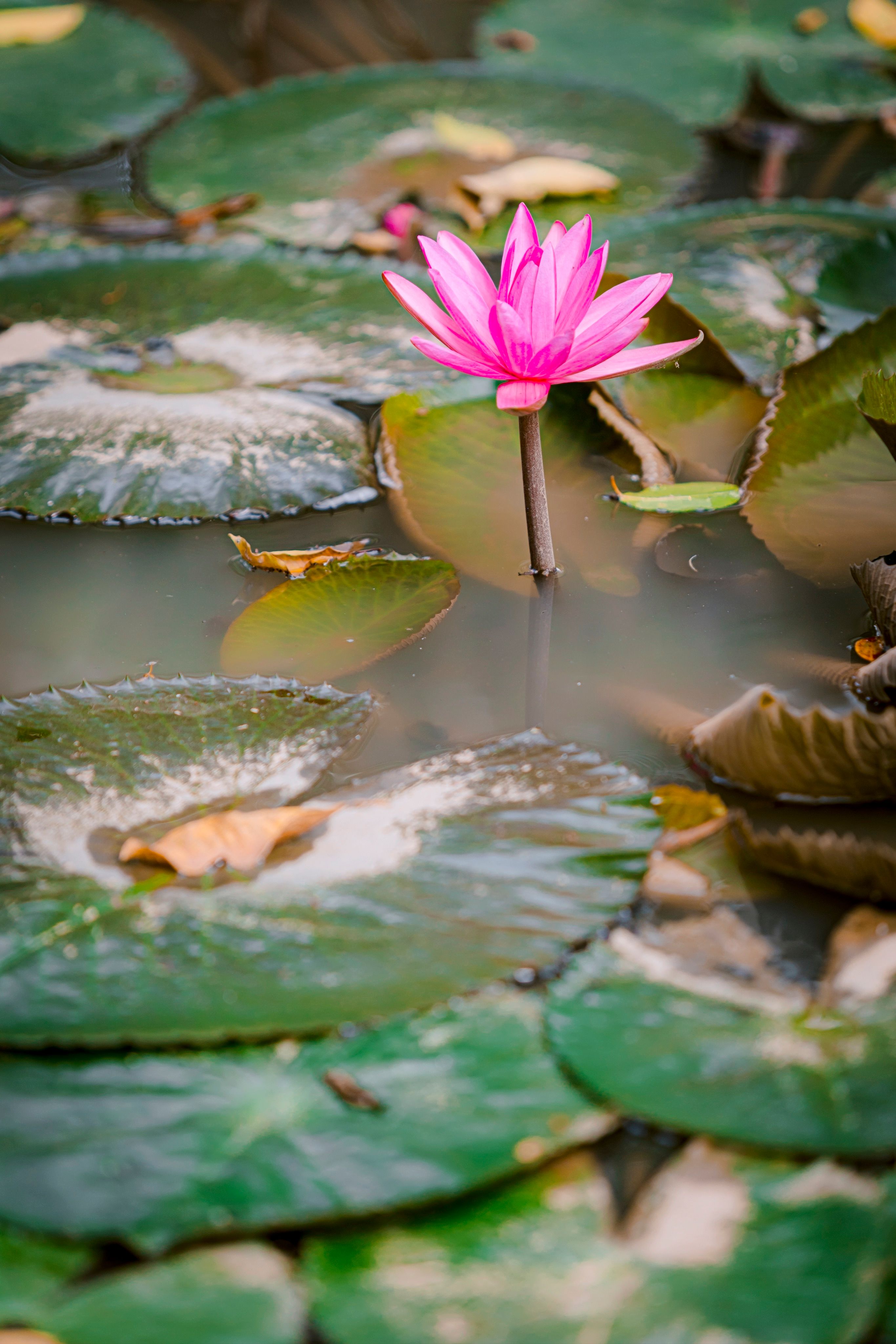 Fully Saturated Photos, Download The BEST Free Fully Saturated Stock ...