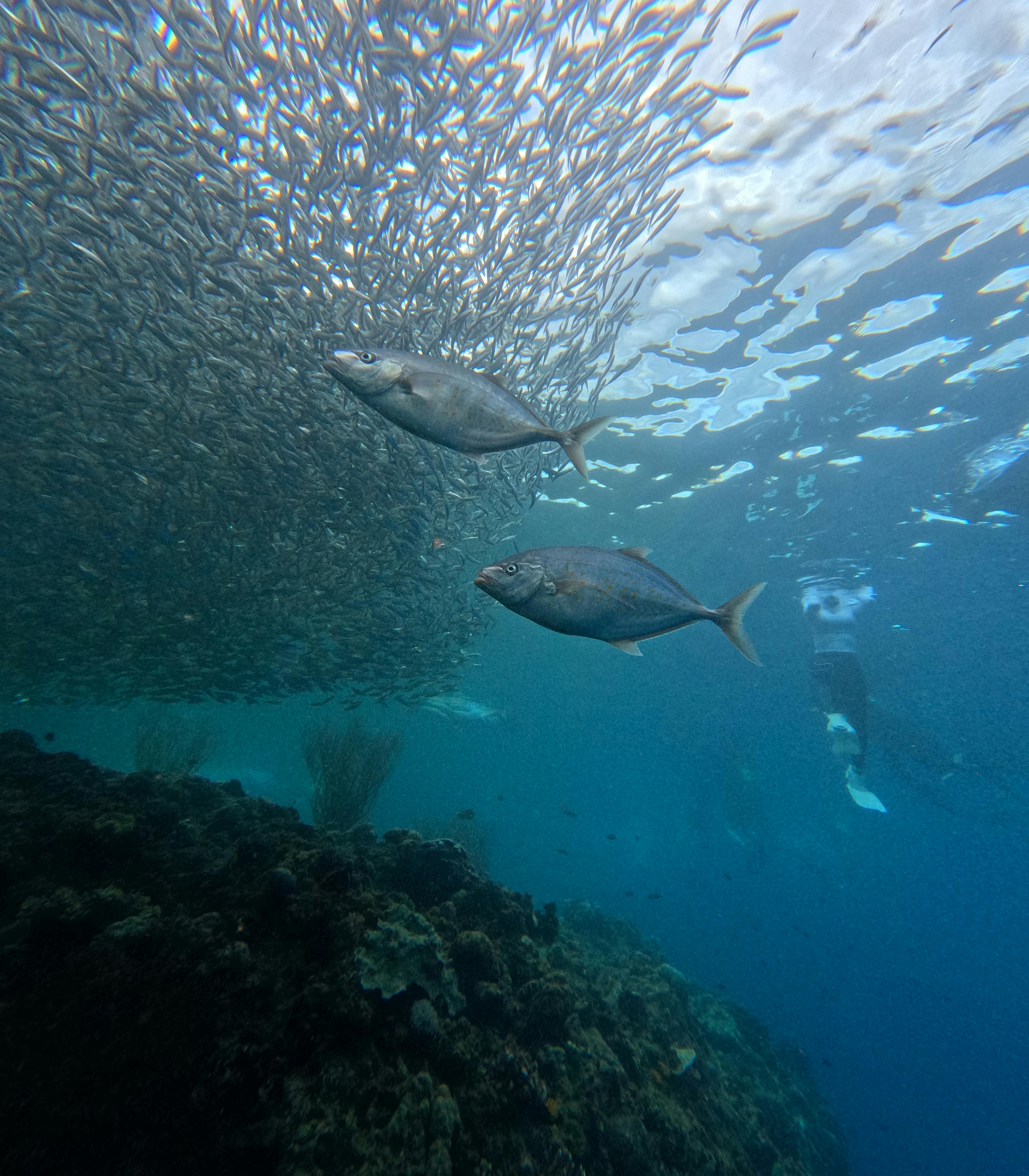 Assorted Fish in Sea With Corals · Free Stock Photo