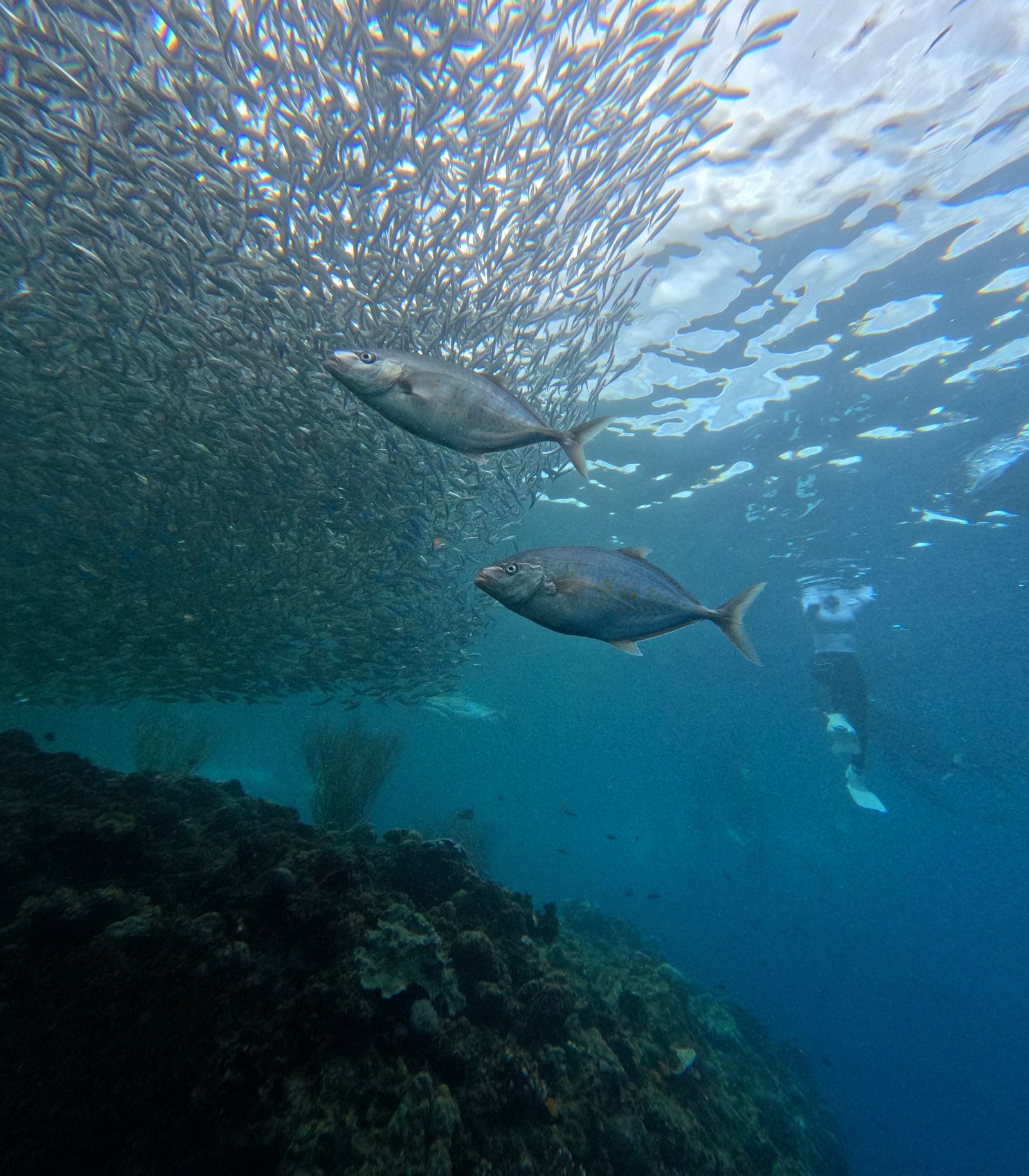 Free Diving Photos, Download The BEST Free Free Diving Stock Photos ...