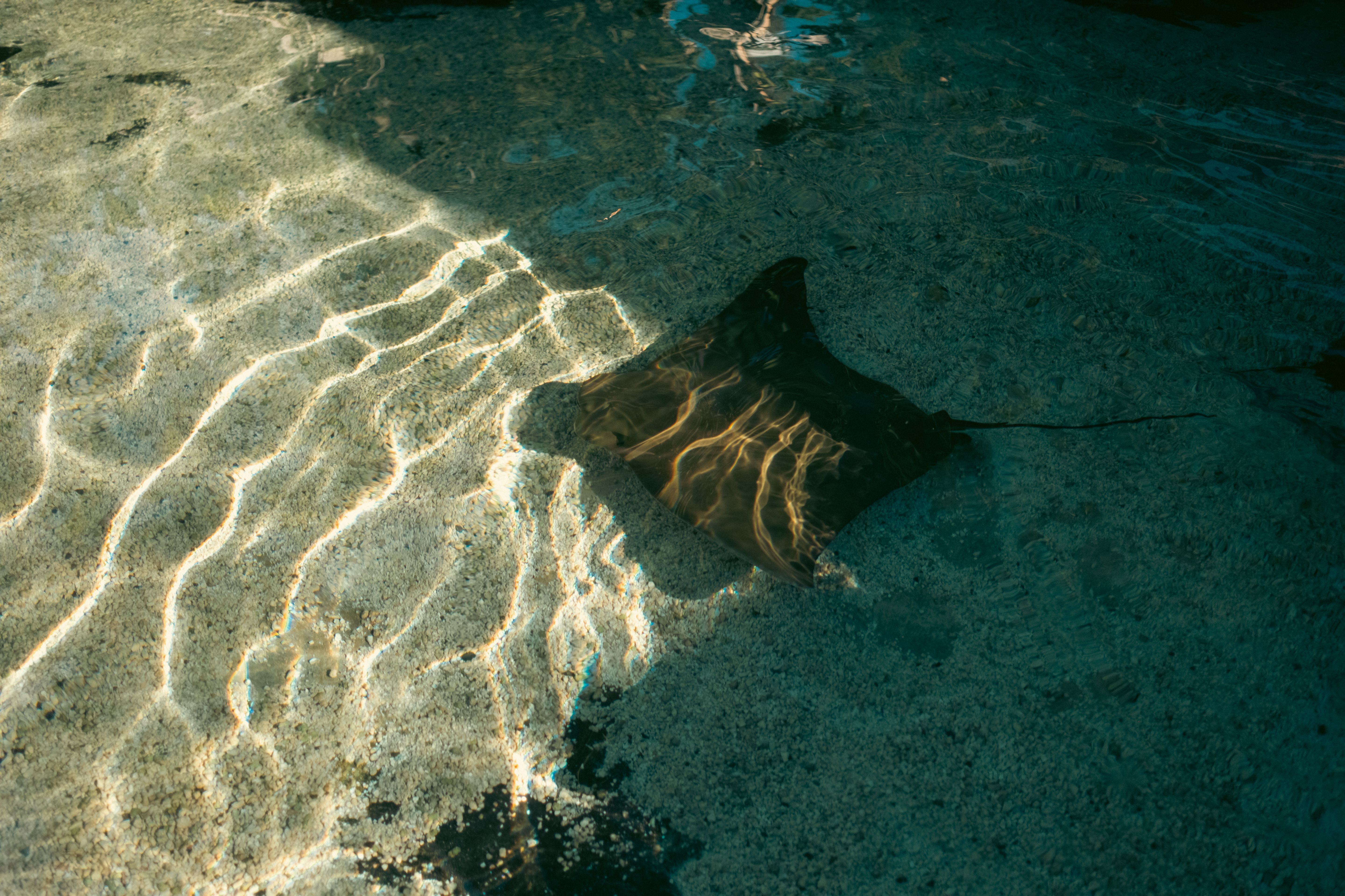 Stingray Gracefully Glides in Sunlit Water · Free Stock Photo