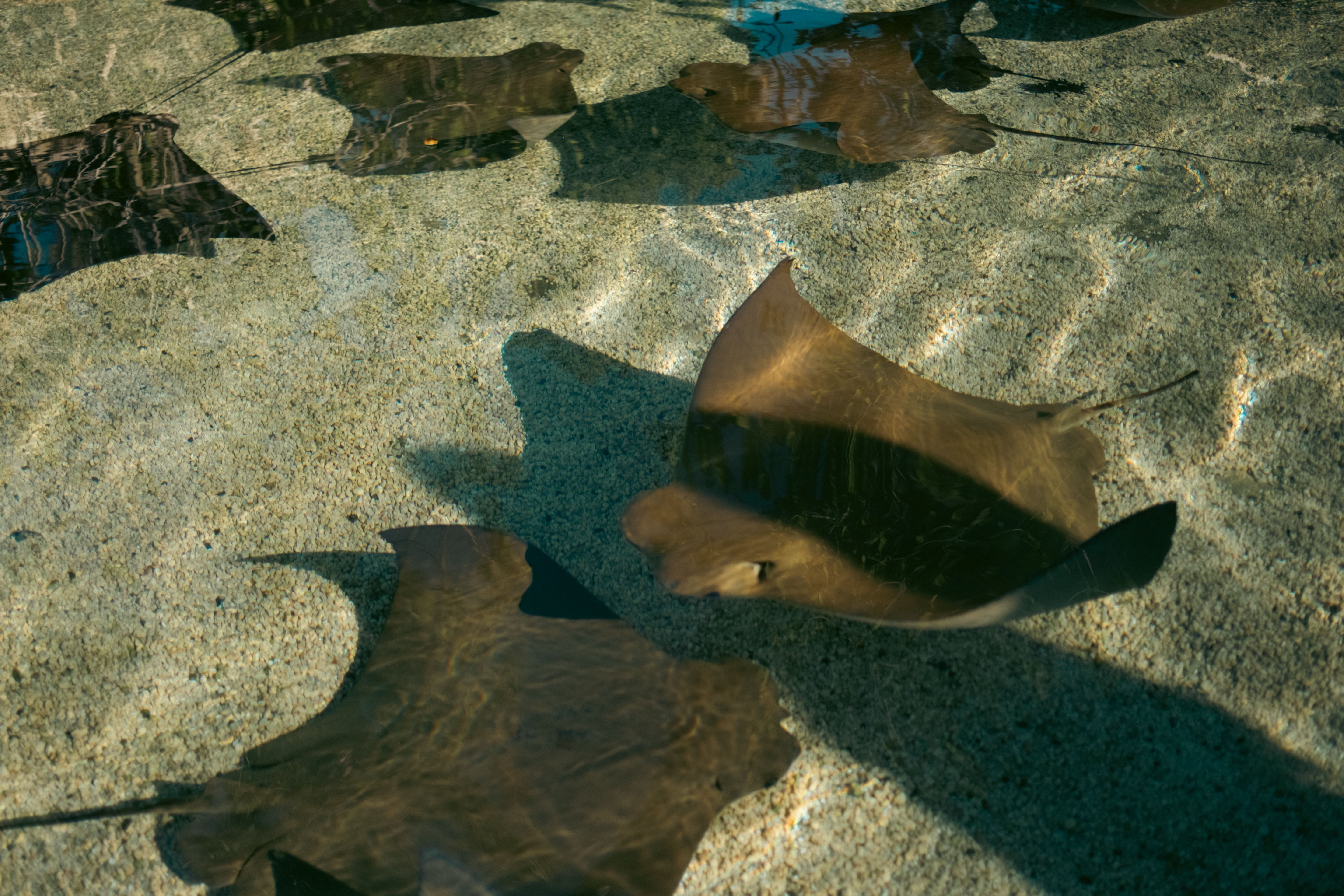 Elegant Stingrays Gliding in Clear Water · Free Stock Photo