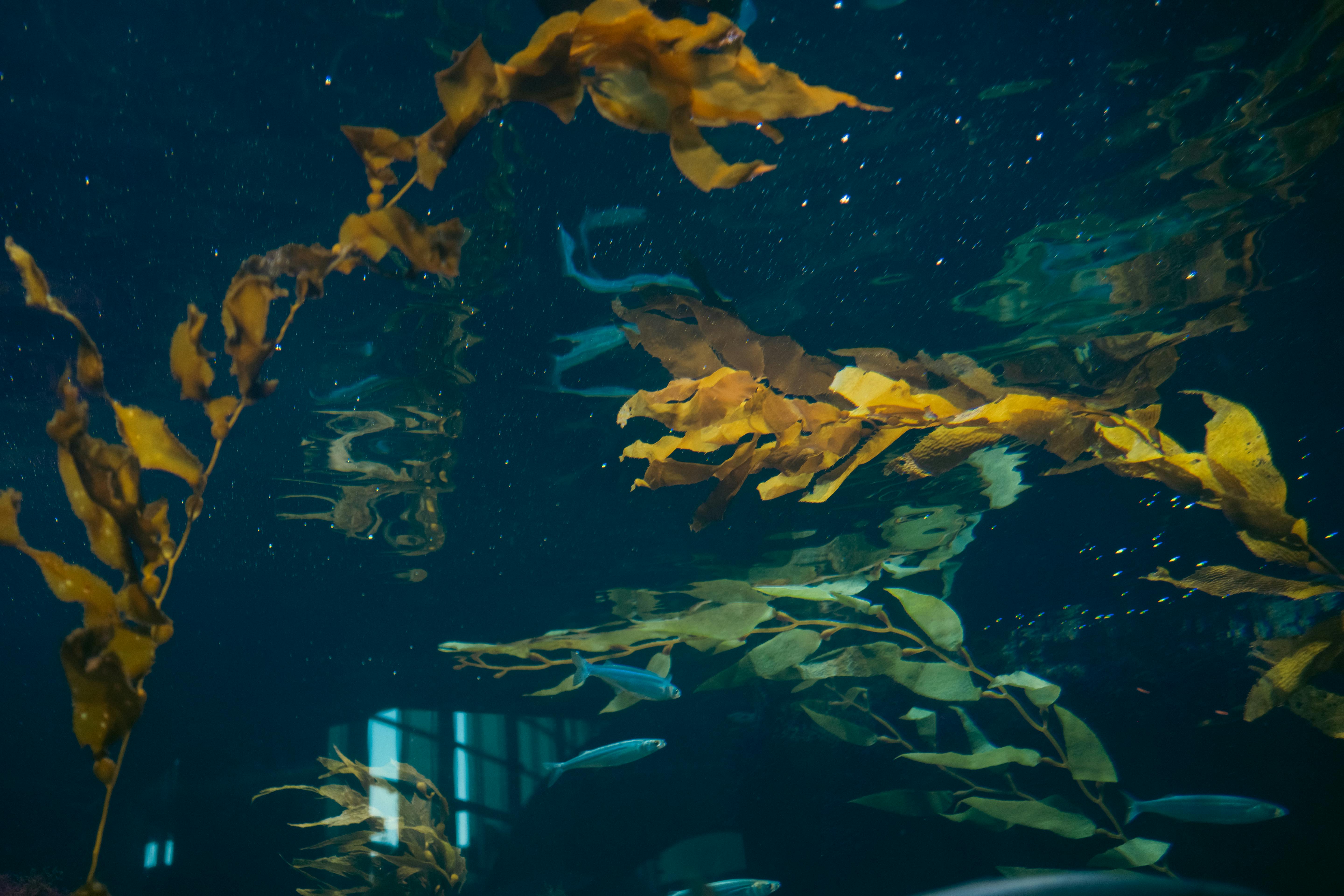 Seaweed Graphis Photos, Download The BEST Free Seaweed Graphis Stock ...