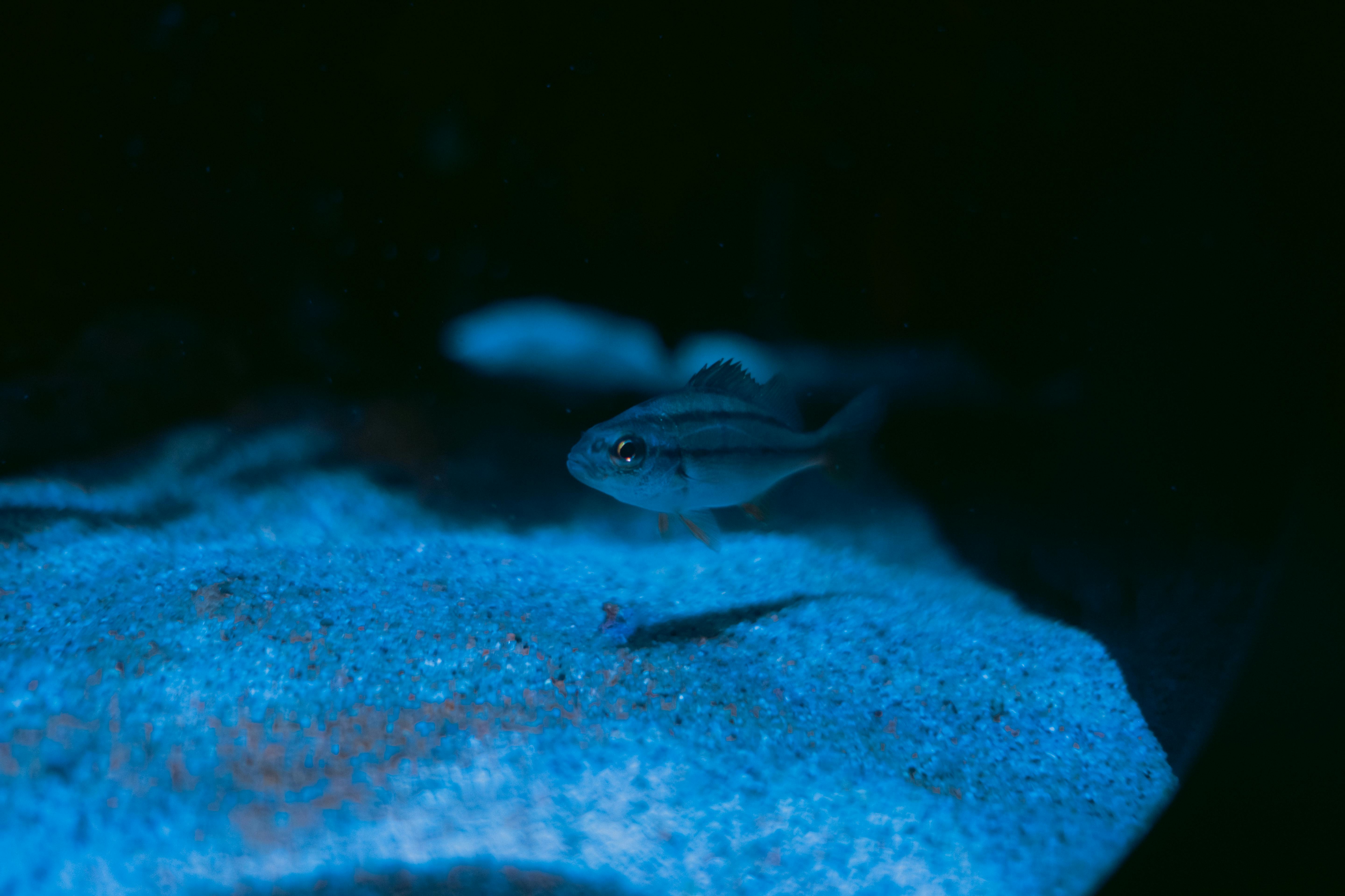 Parrot Fish Photos, Download The BEST Free Parrot Fish Stock Photos ...