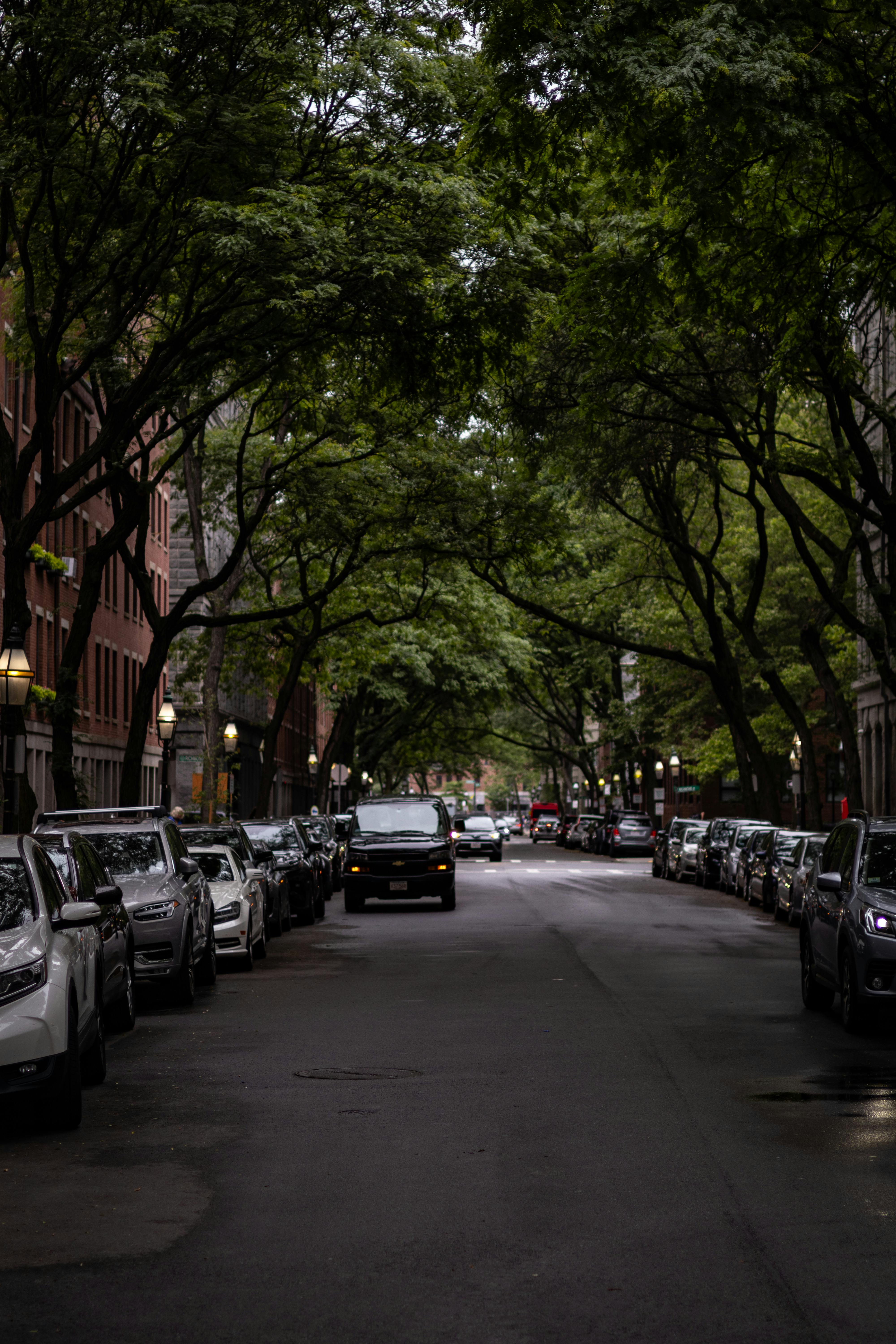 Tree-Lined Urban Street with Parked Cars · Free Stock Photo
