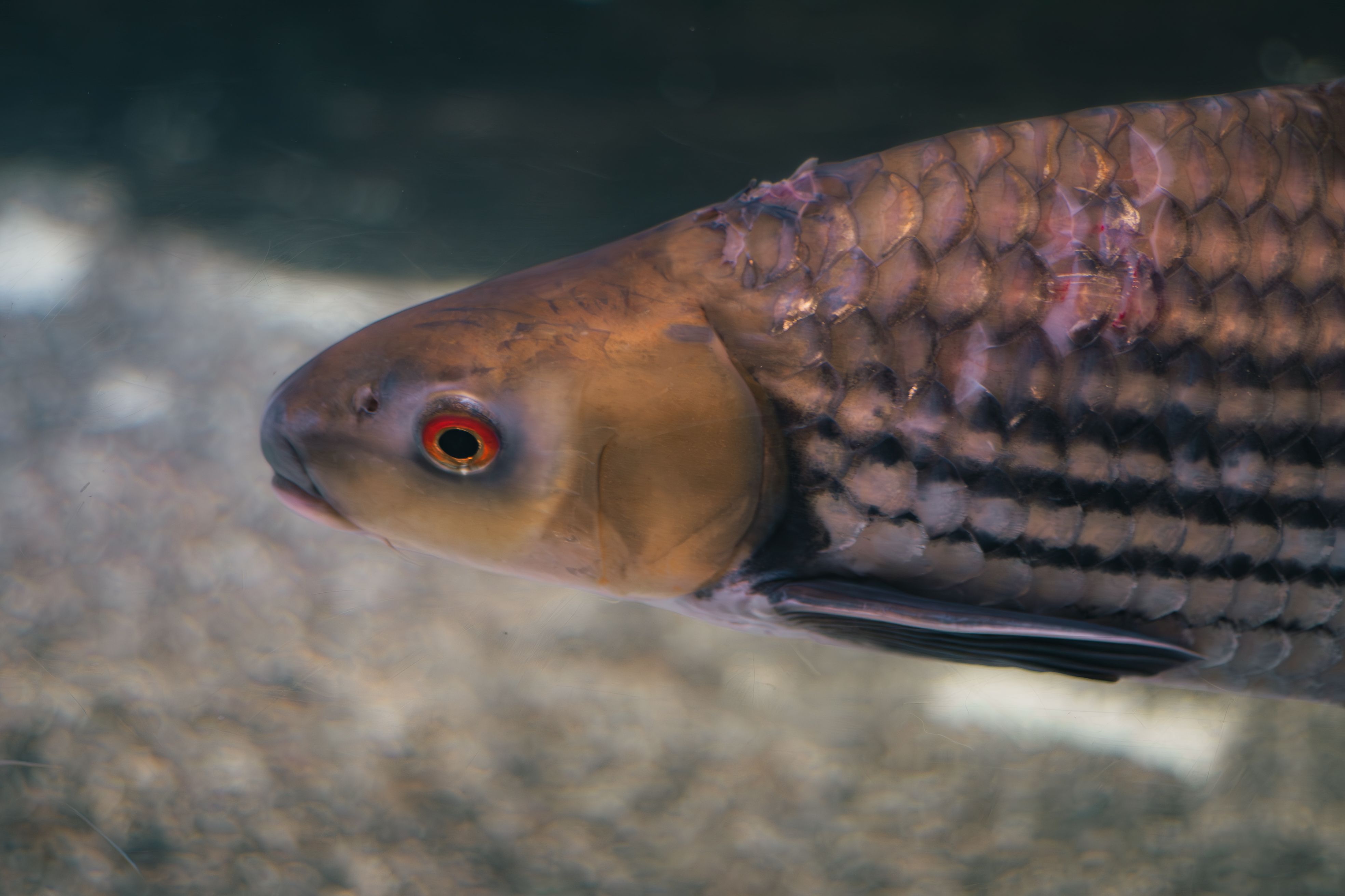 Water And Fish Images Photos, Download The BEST Free Water And Fish ...