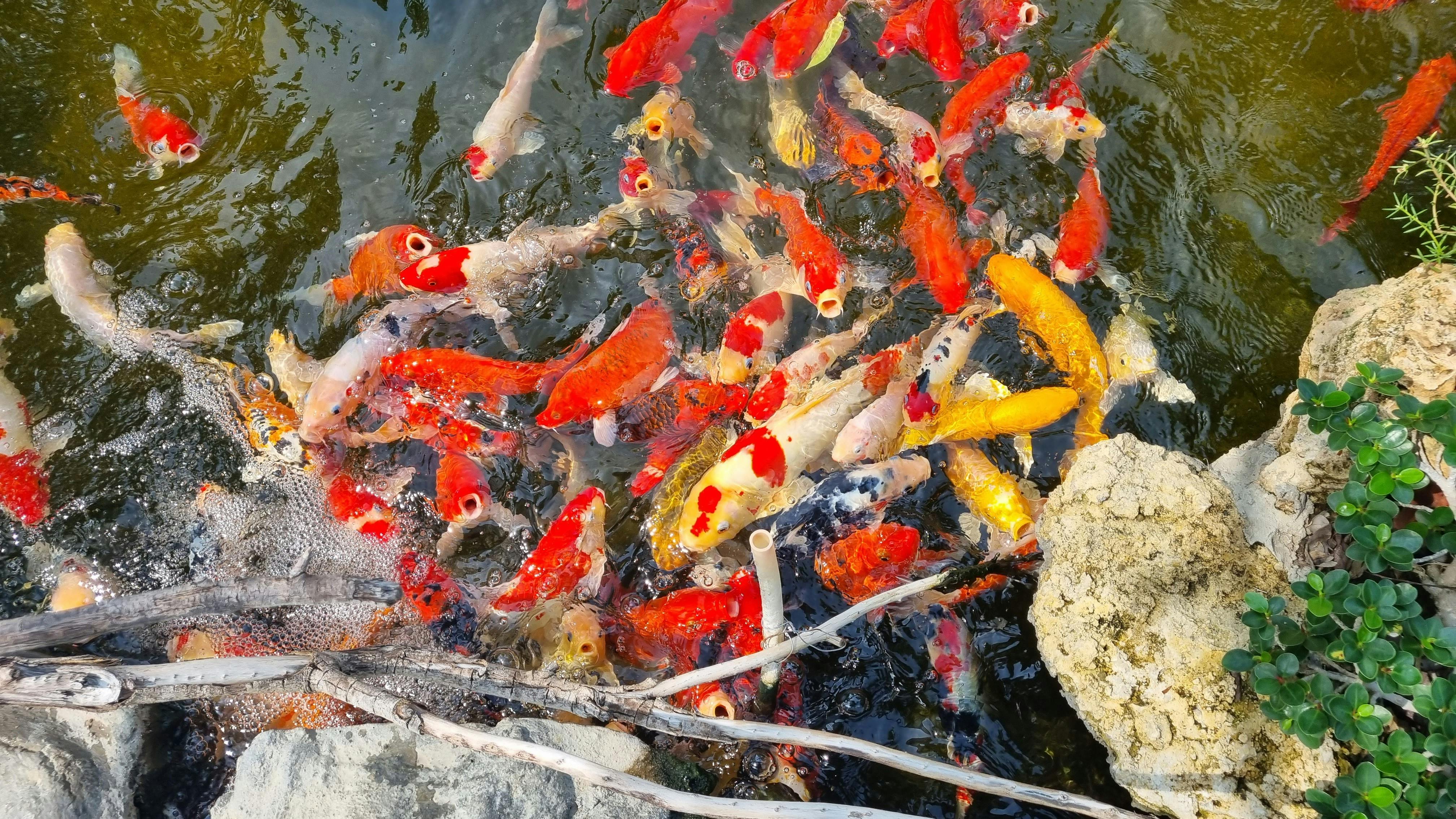 Fish Thailand Recipes: Delicious and Authentic Dishes to Try
