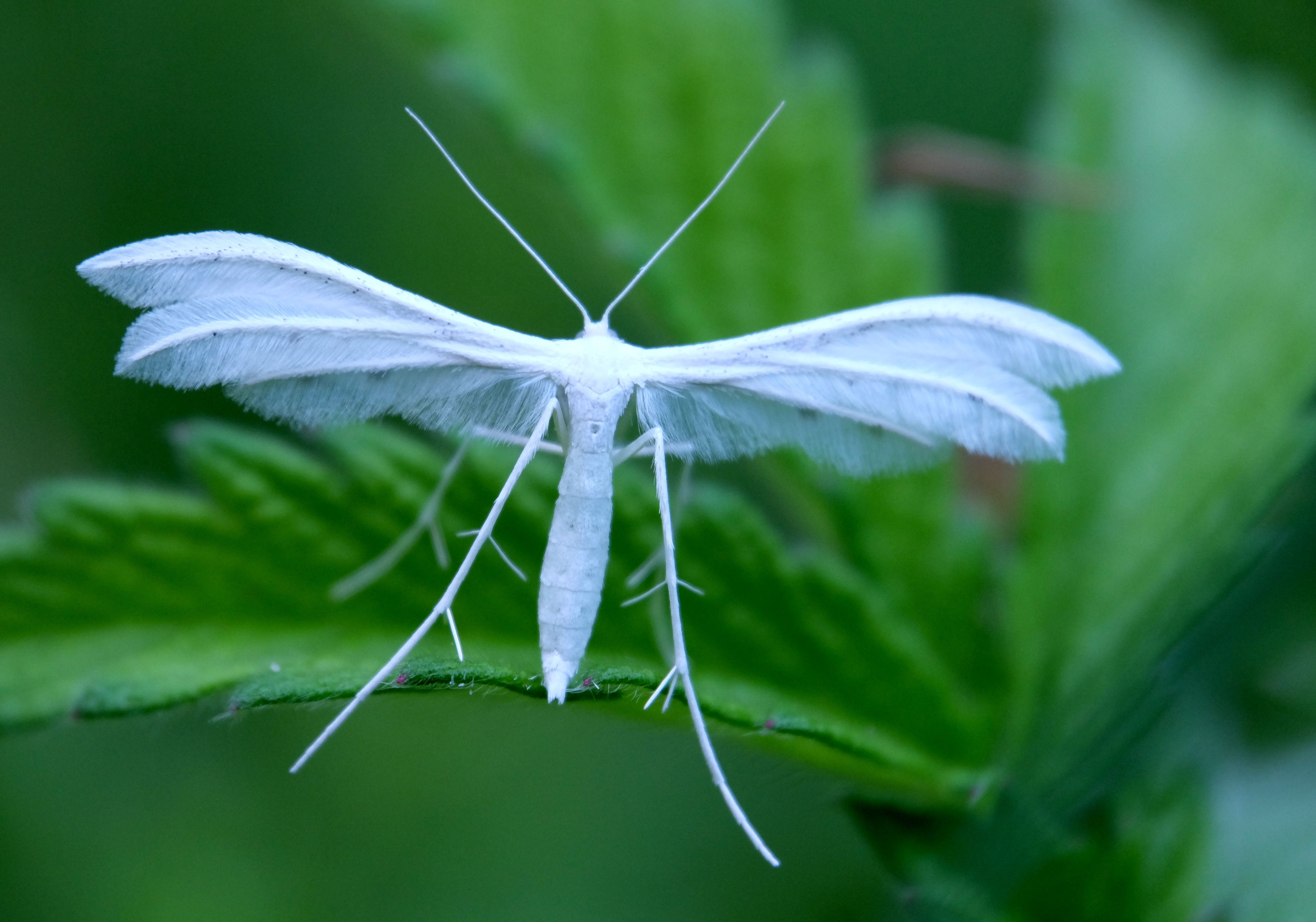 Moth Insect Photos, Download The BEST Free Moth Insect Stock Photos ...