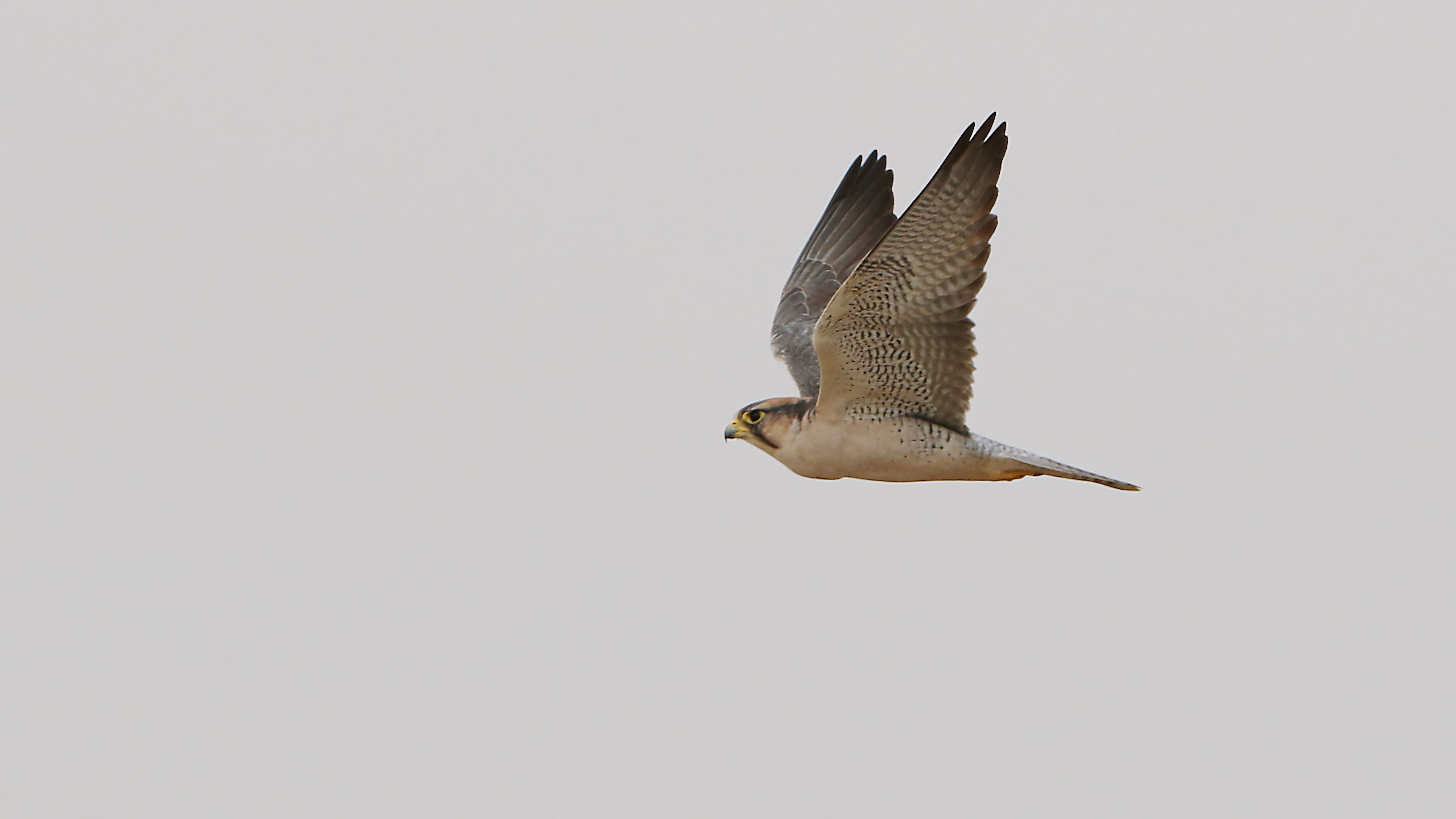 Red-Necked Falcon Soaring in the Sky · Free Stock Photo