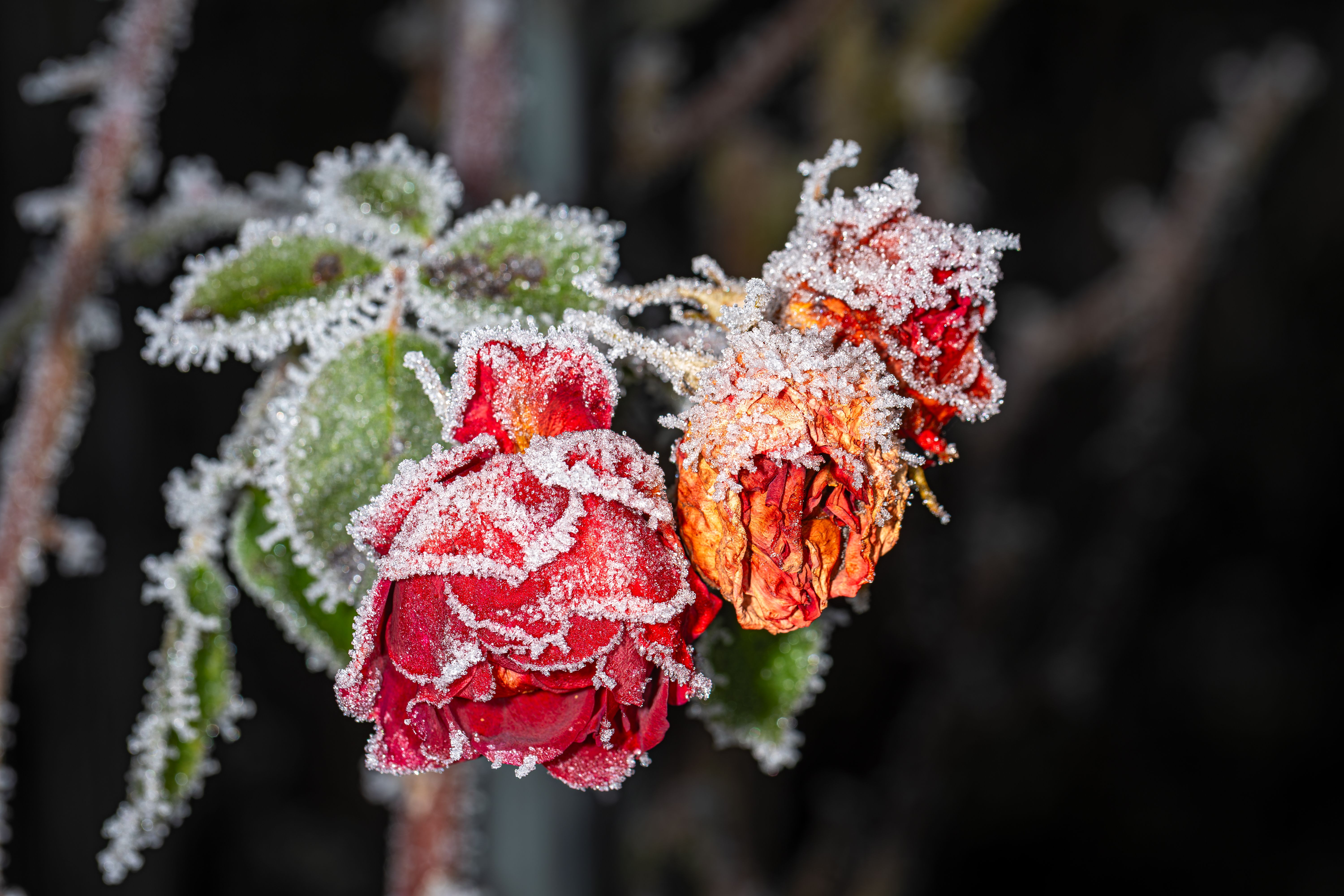 Frozen Passtries Photos, Download The BEST Free Frozen Passtries Stock ...