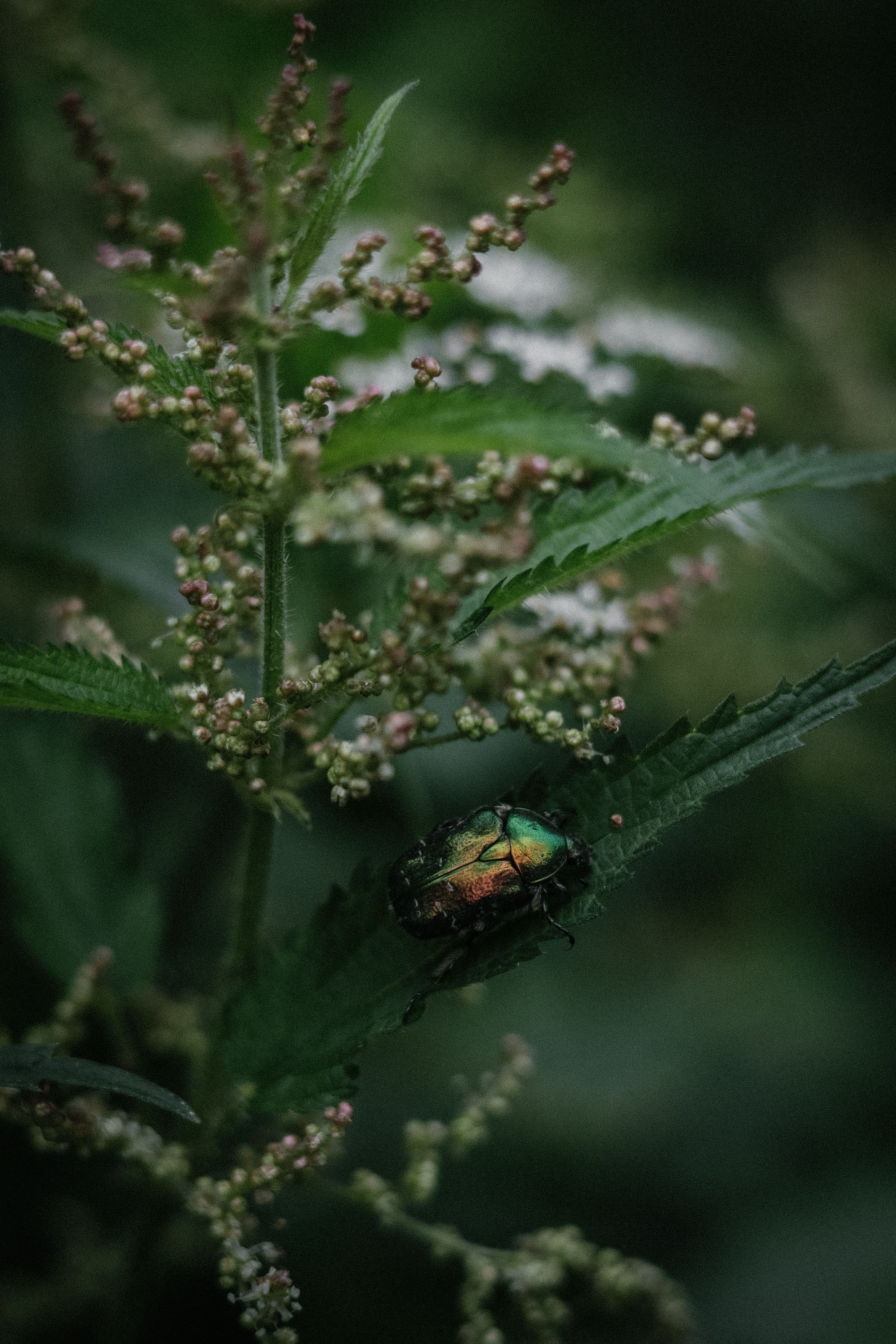 Bug Bake Kano Photos, Download The BEST Free Bug Bake Kano Stock Photos ...
