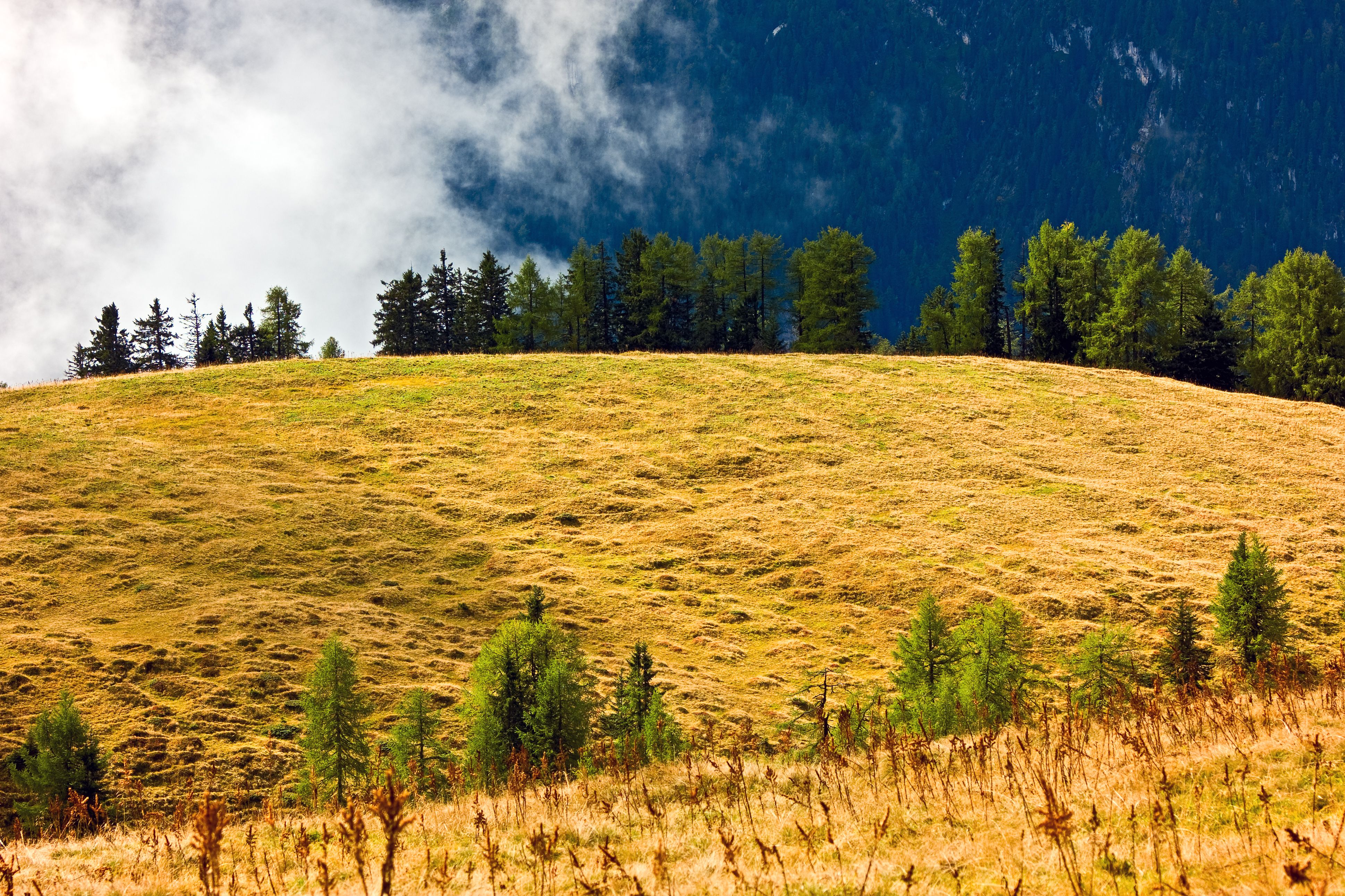 Scenic Alpine Landscape with Forest and Grassy Meadow · Free Stock Photo