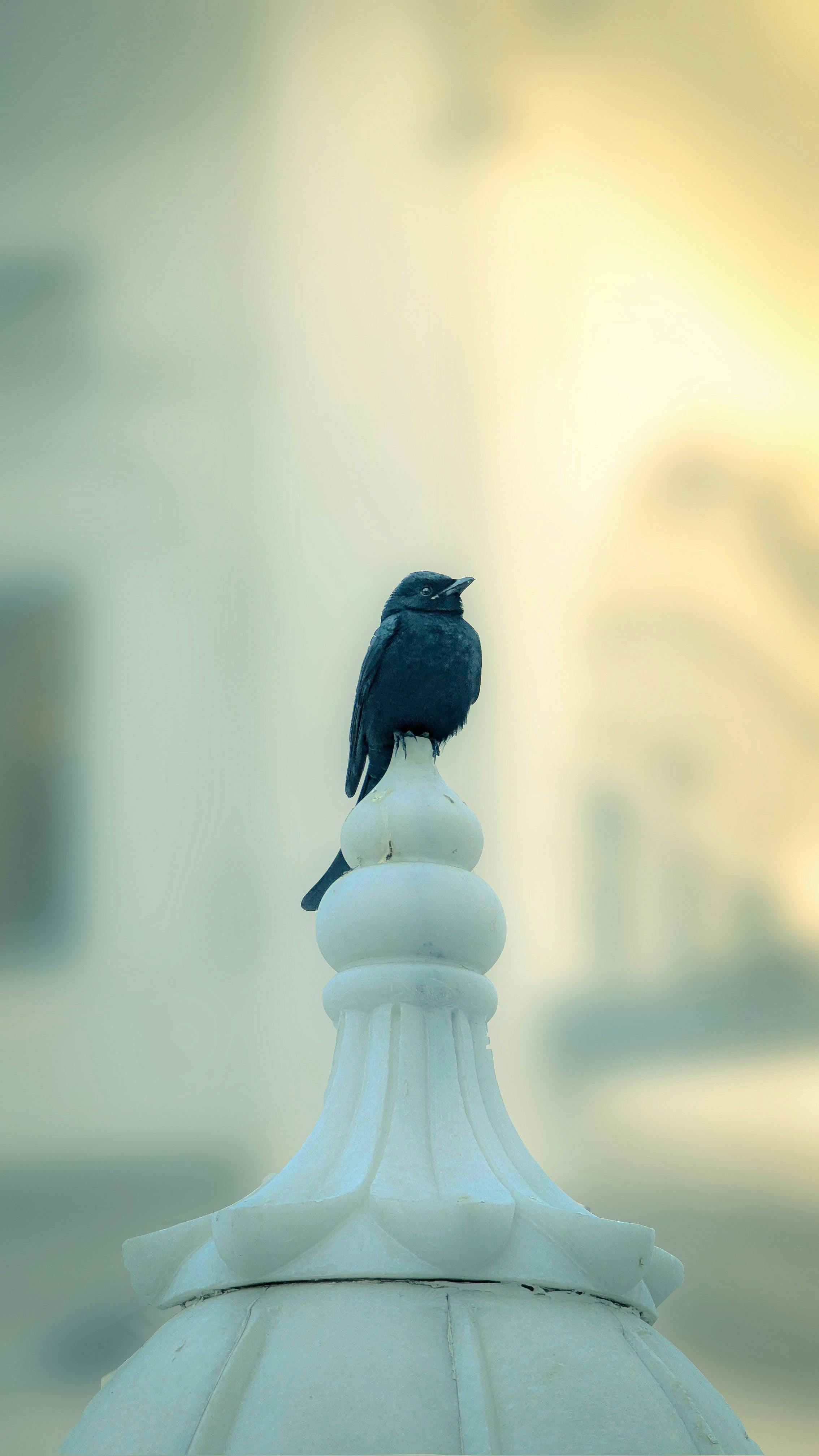 Bird Simple Background Photos, Download The BEST Free Bird Simple ...