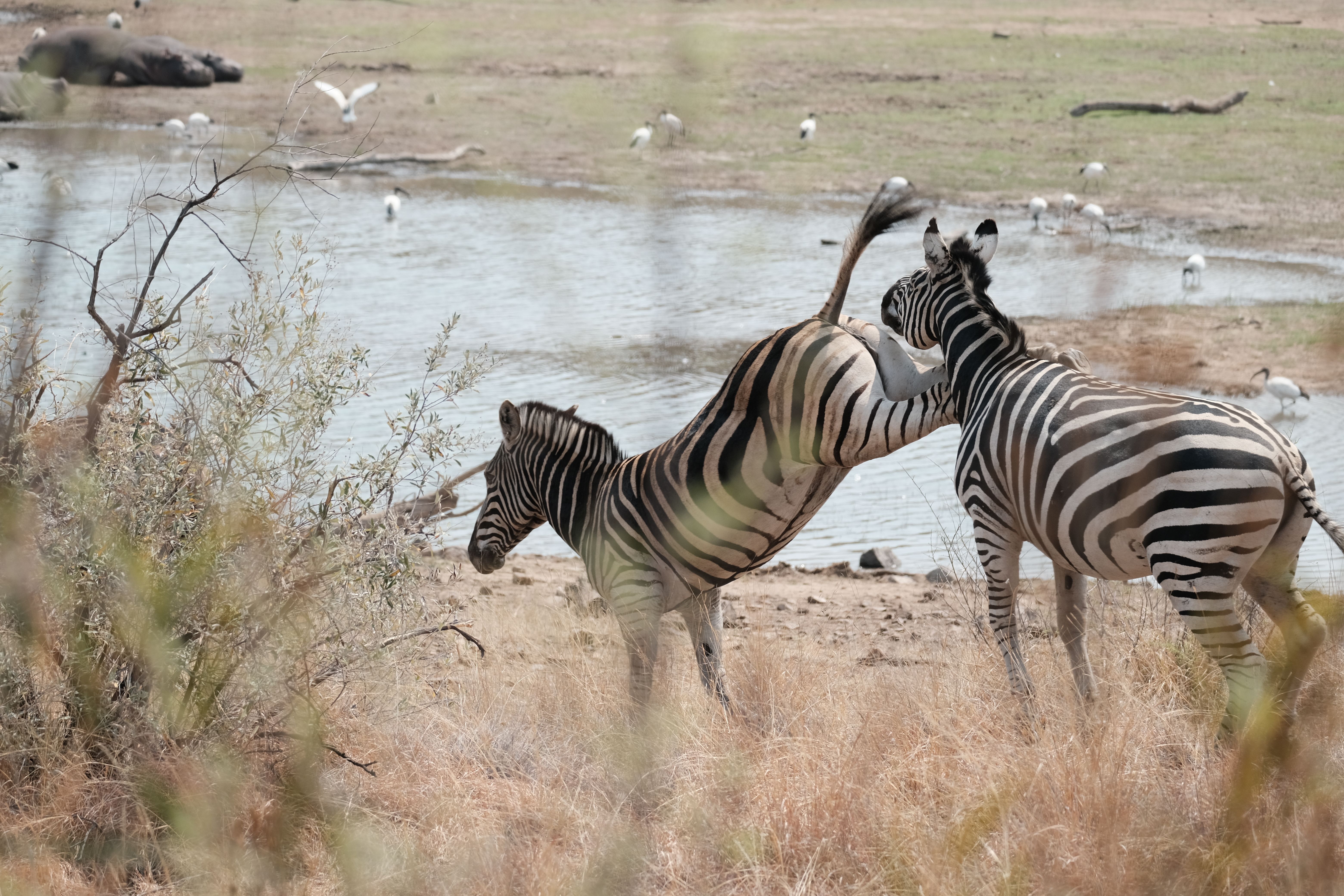 Animal Interaction Photos, Download The BEST Free Animal Interaction ...