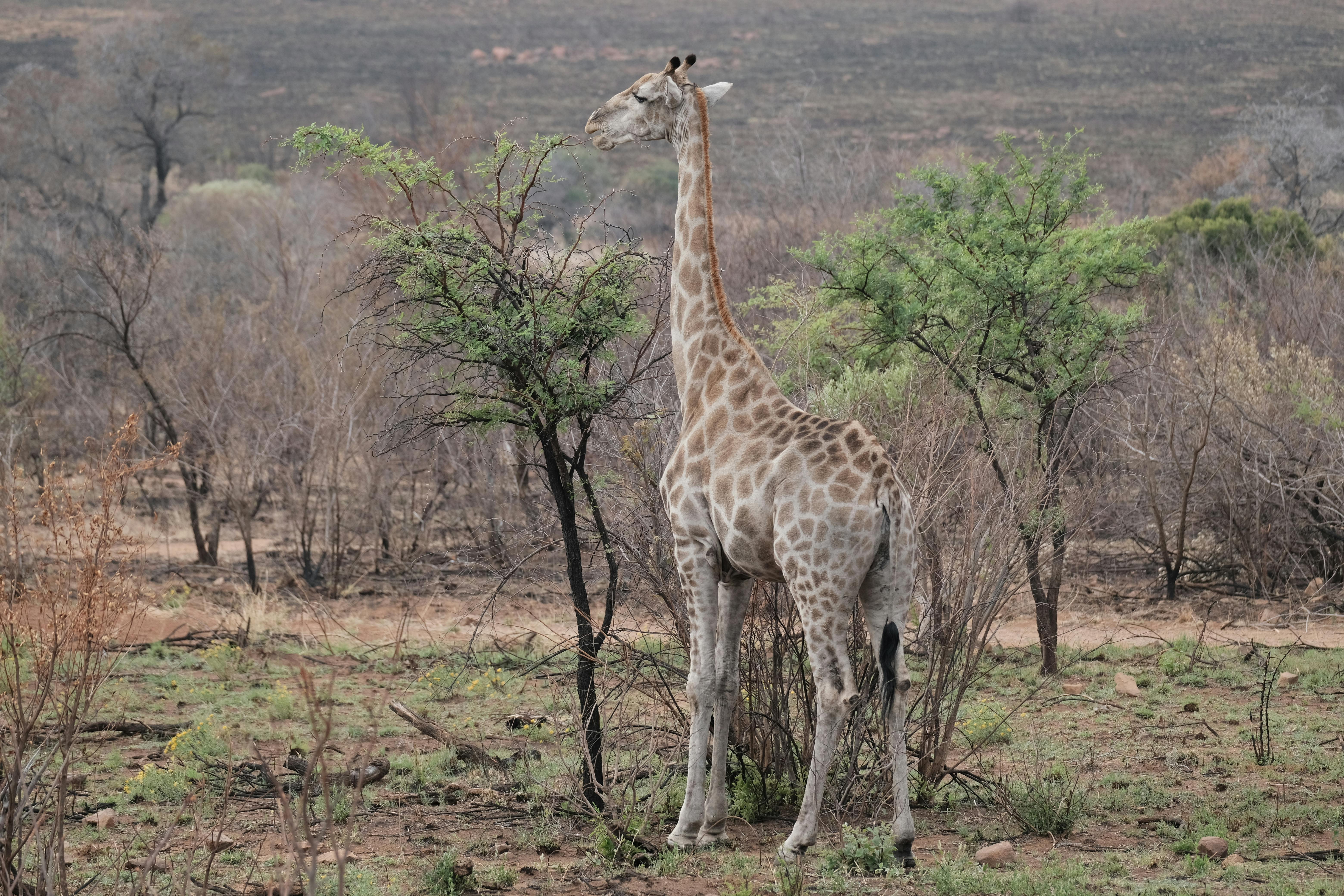 African Printable Photos, Download The BEST Free African Printable ...