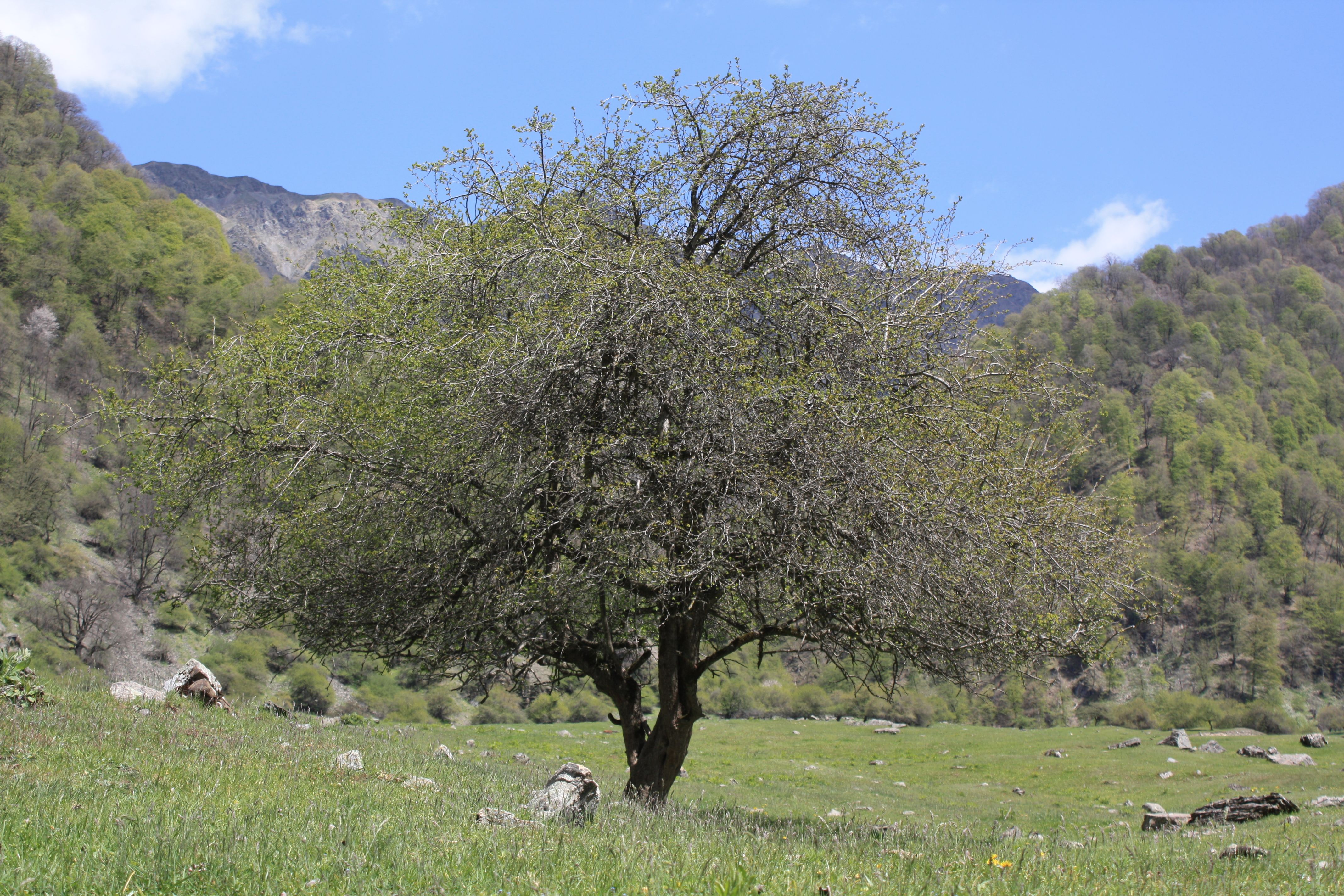 Tree Of Life Photos, Download The BEST Free Tree Of Life Stock Photos ...