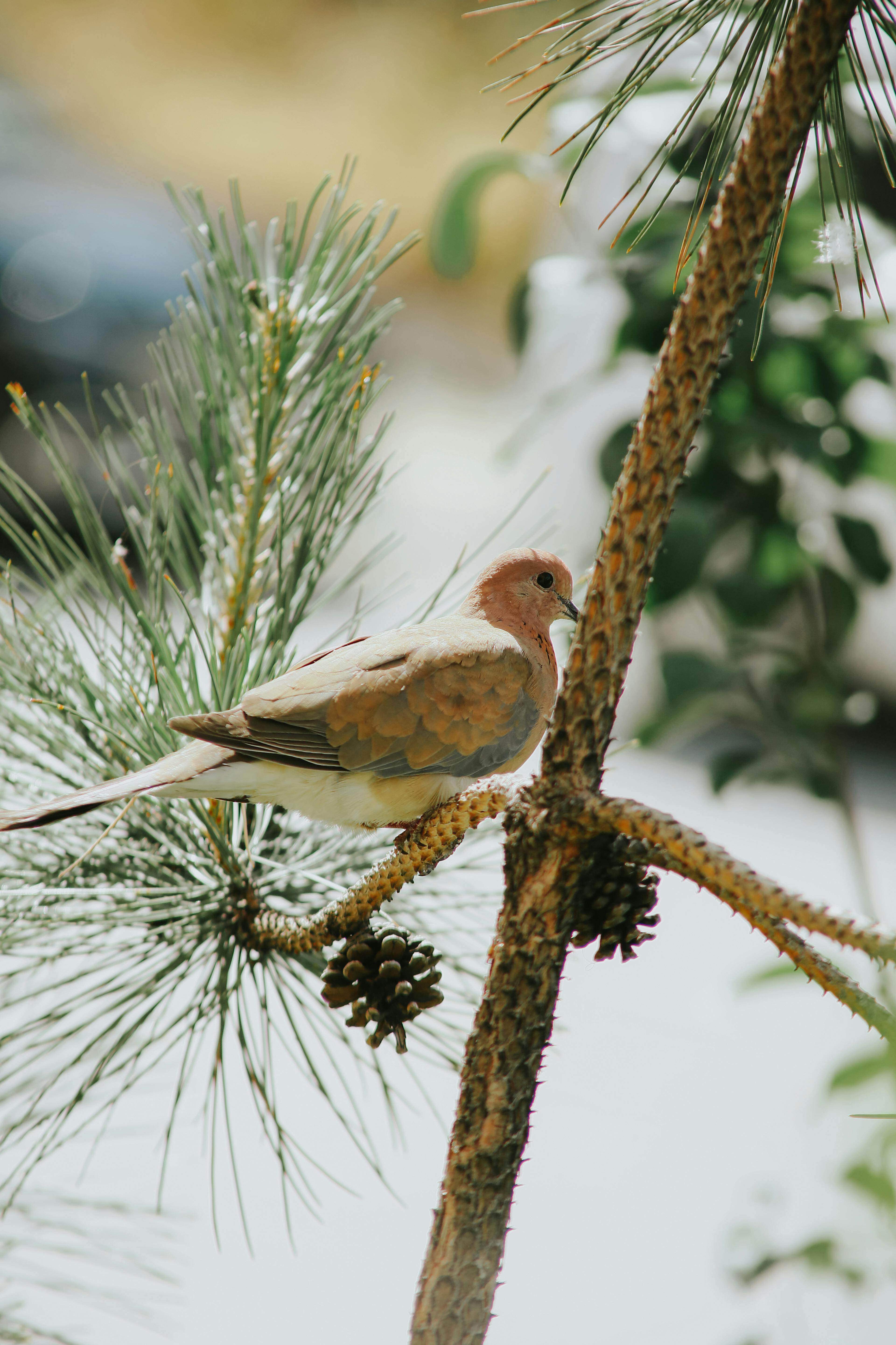 Flipping The Bird Photos, Download The BEST Free Flipping The Bird ...