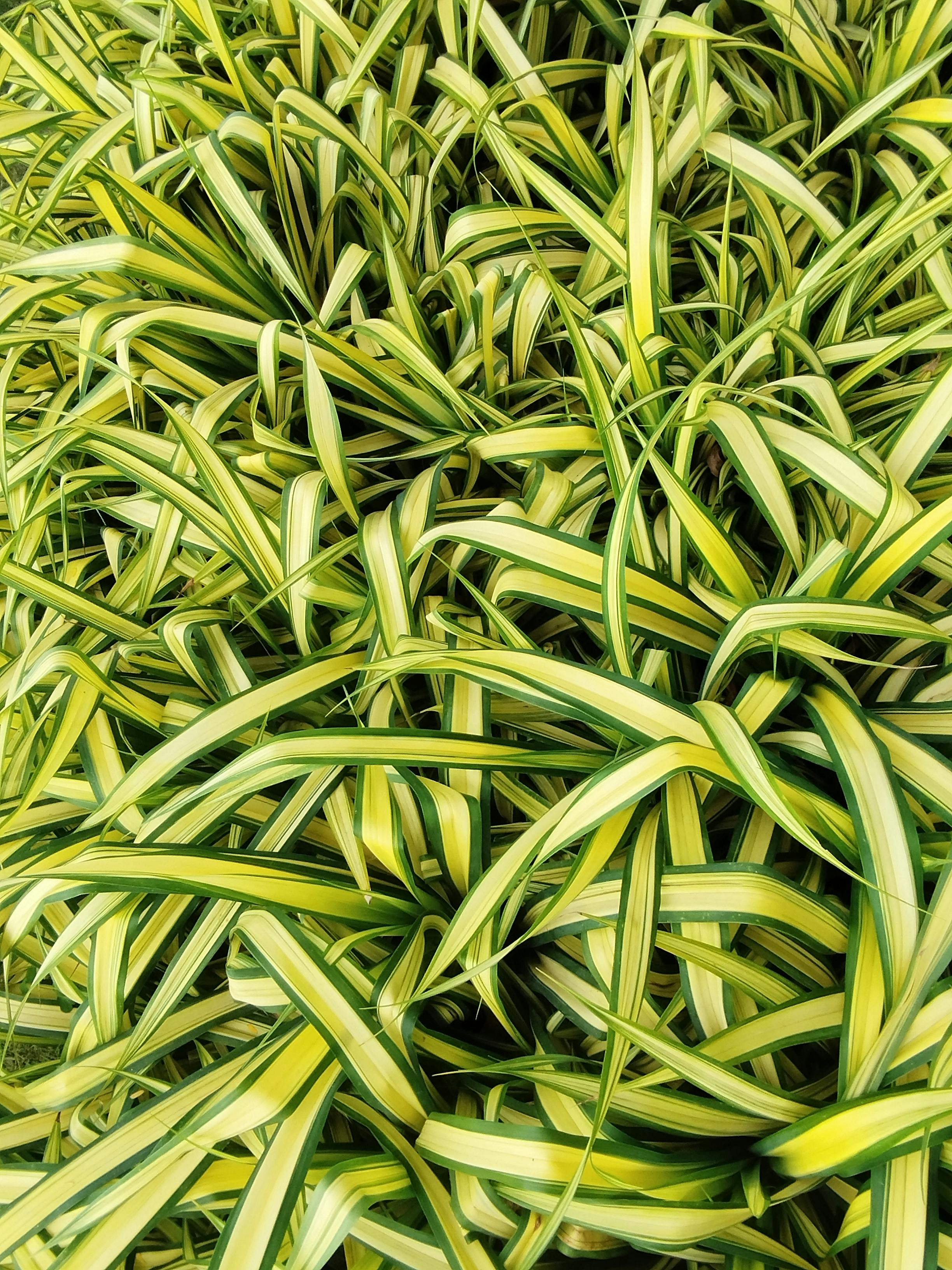 Plants Without Background Photos, Download The BEST Free Plants Without ...