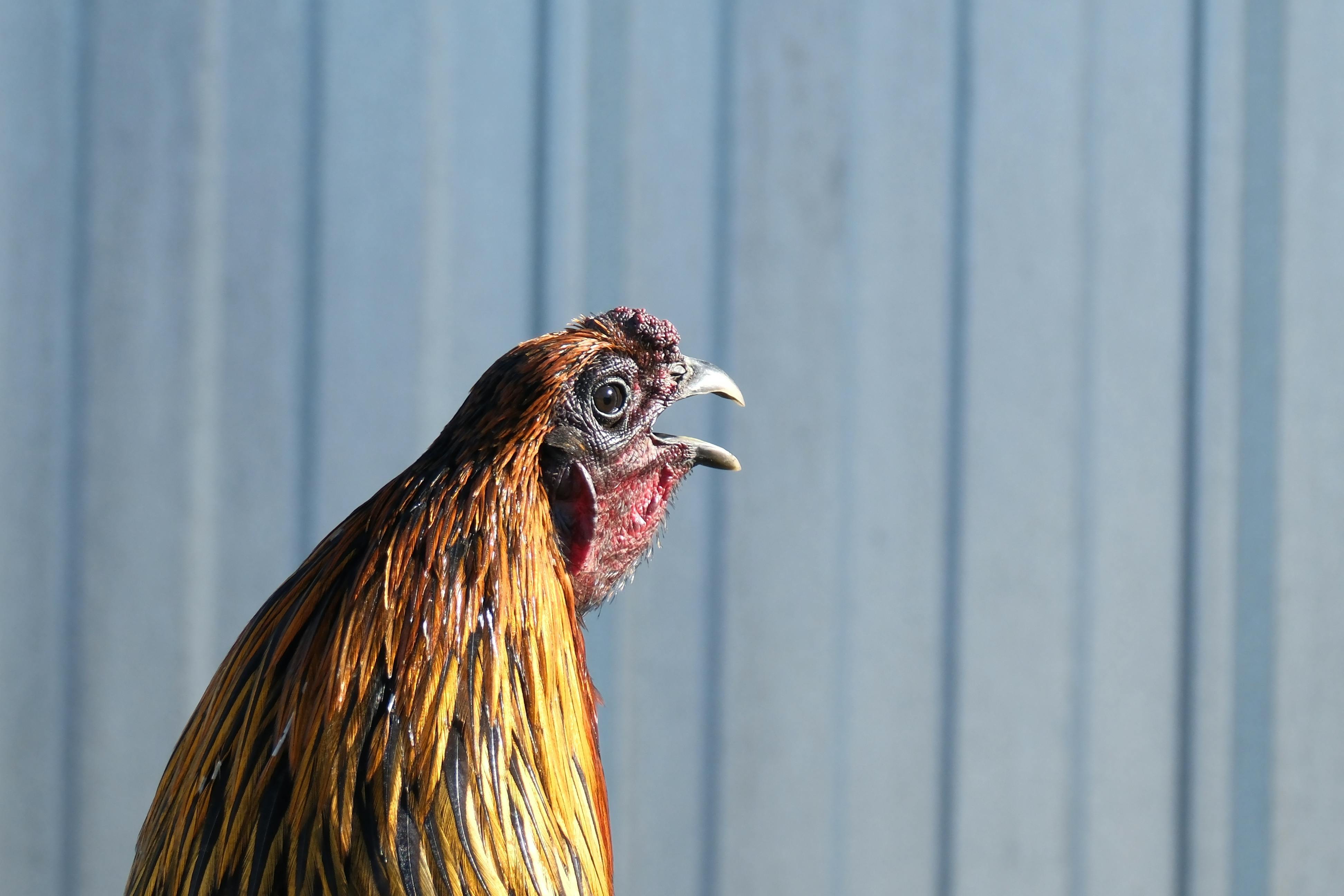 Chicken Deval Photos, Download The BEST Free Chicken Deval Stock Photos ...