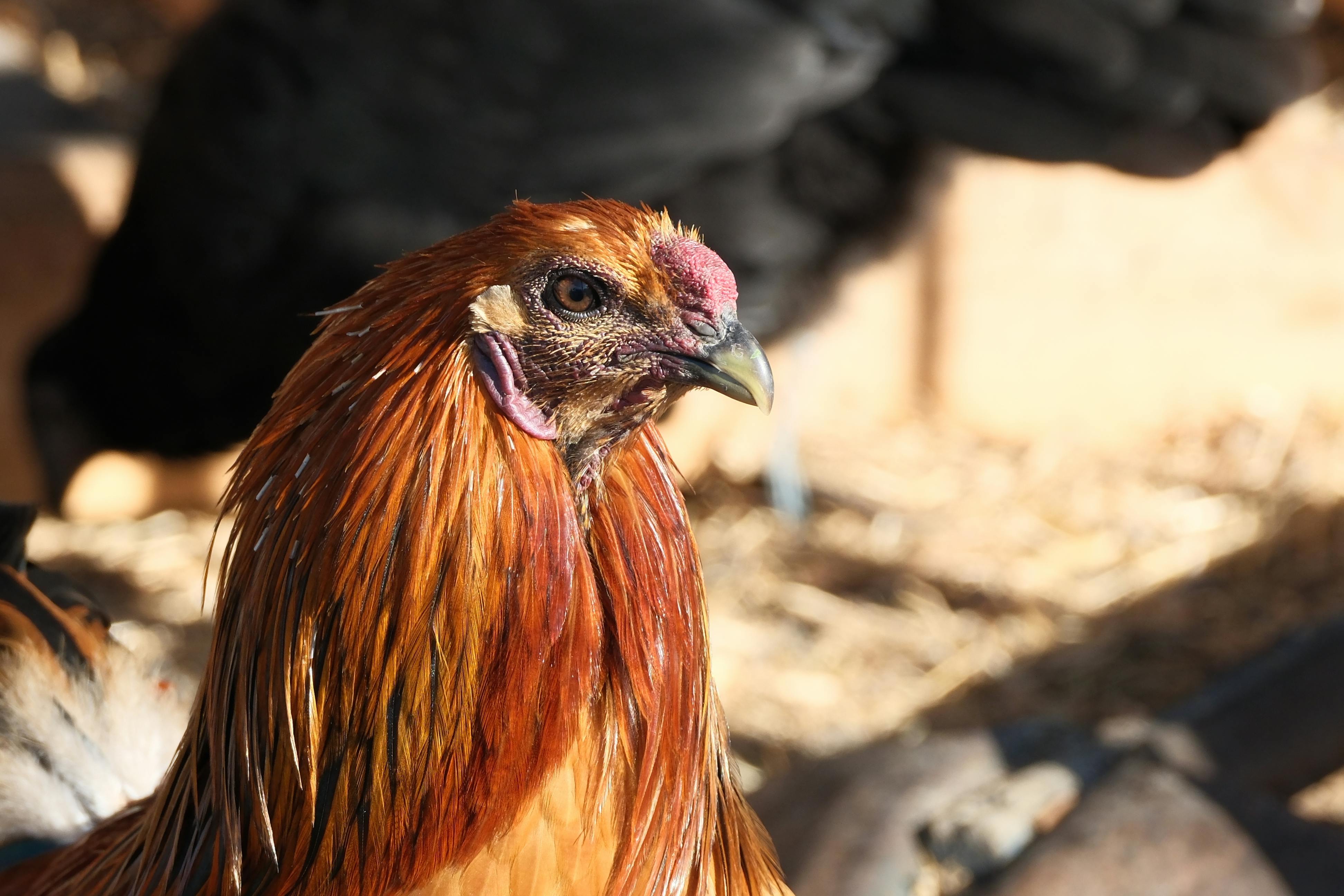 Zomato Front Photos, Download The BEST Free Zomato Front Stock Photos ...