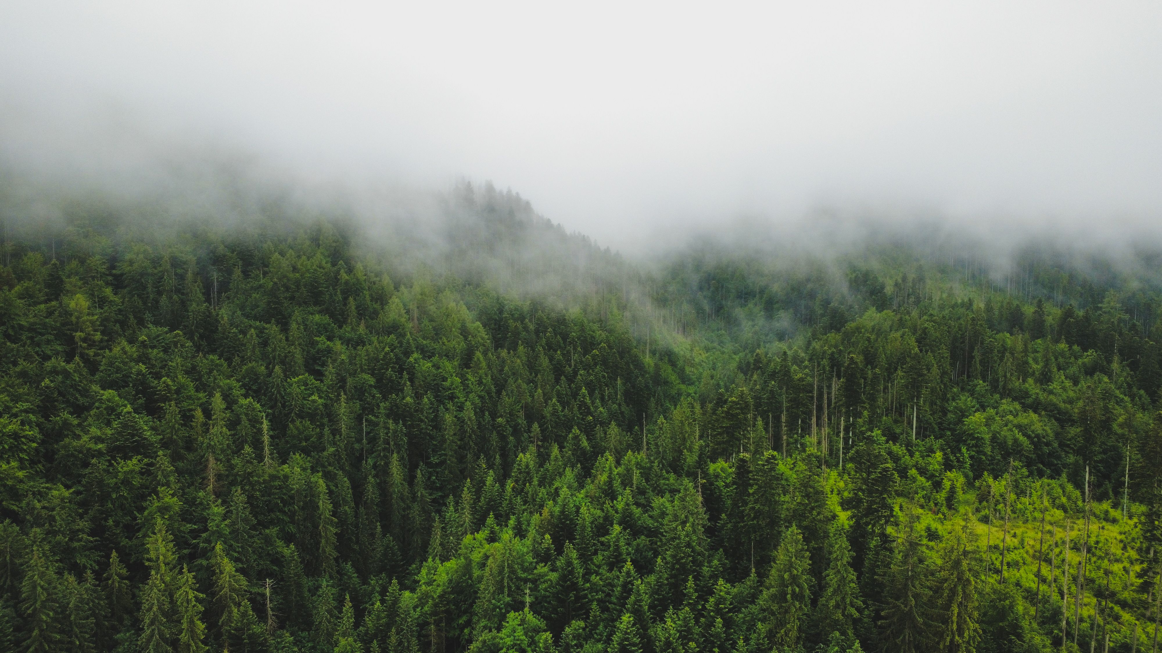 Bosque Verde Exuberante Con Niebla Mística · Foto de stock gratuita