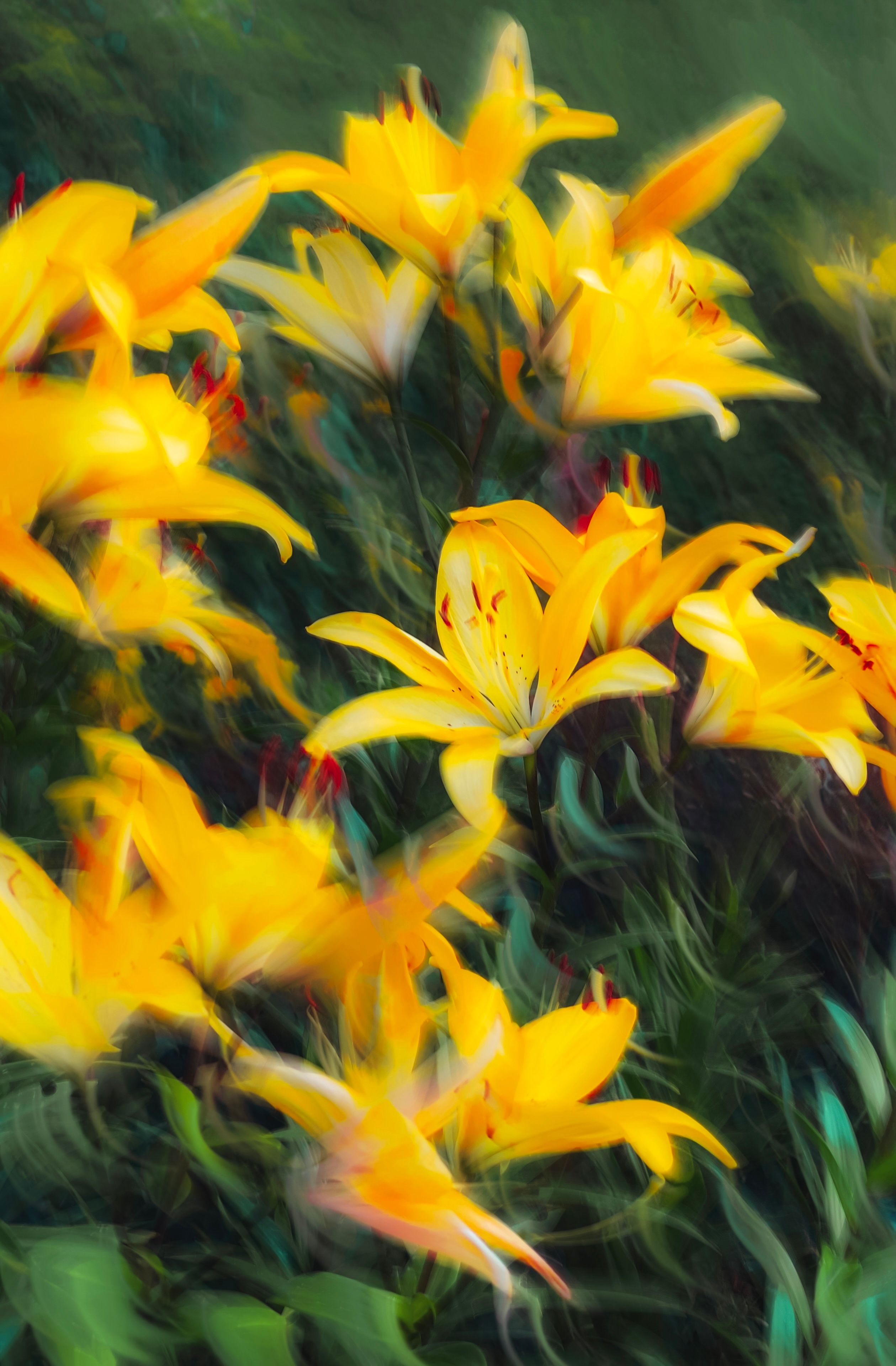 Lilies Aesthetic Photos, Download The BEST Free Lilies Aesthetic Stock ...