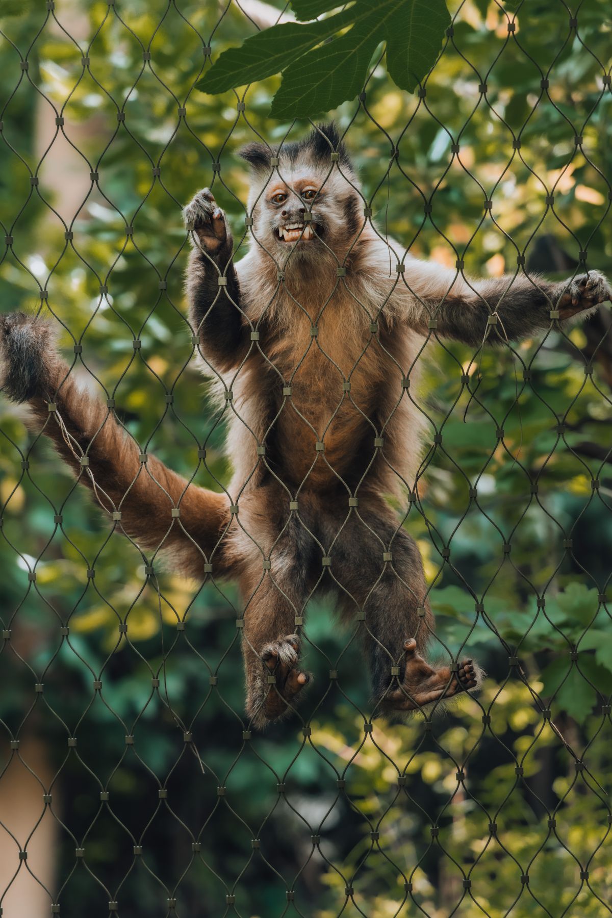 Punch Monkey Photos, Download The BEST Free Punch Monkey Stock Photos ...