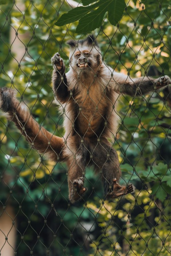 A Goofy Monkey Photos, Download The BEST Free A Goofy Monkey Stock ...