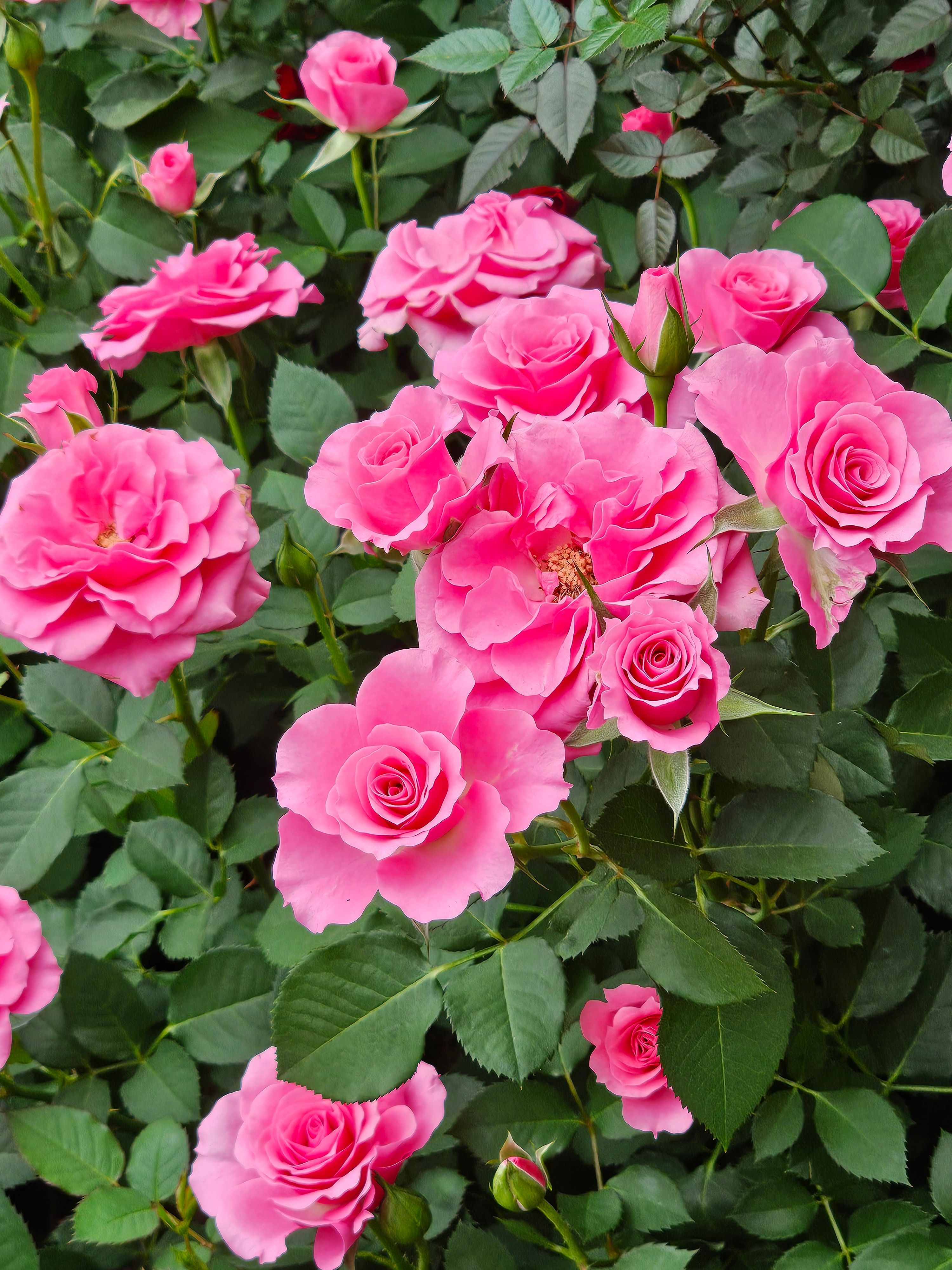 Vibrant Pink Roses in Full Bloom · Free Stock Photo