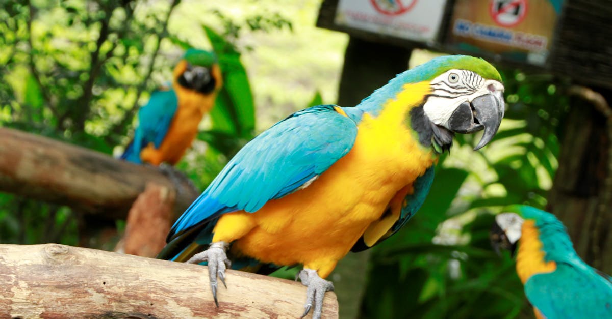 Free Stock Photo Of Talkative Parrot free-stock-photo-of-talkative-parrot