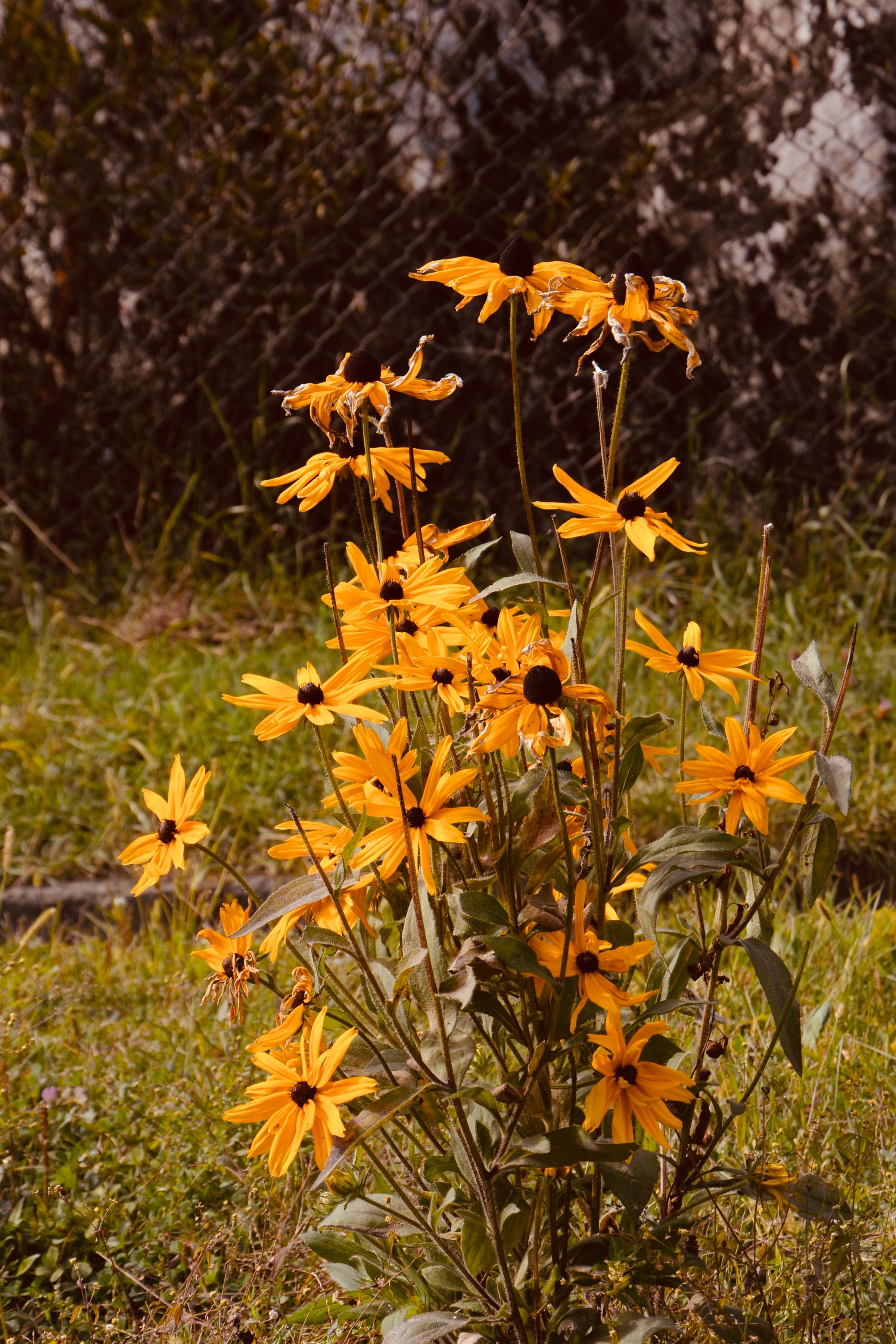 Sun Ammation Photo Photos, Download The BEST Free Sun Ammation Photo ...