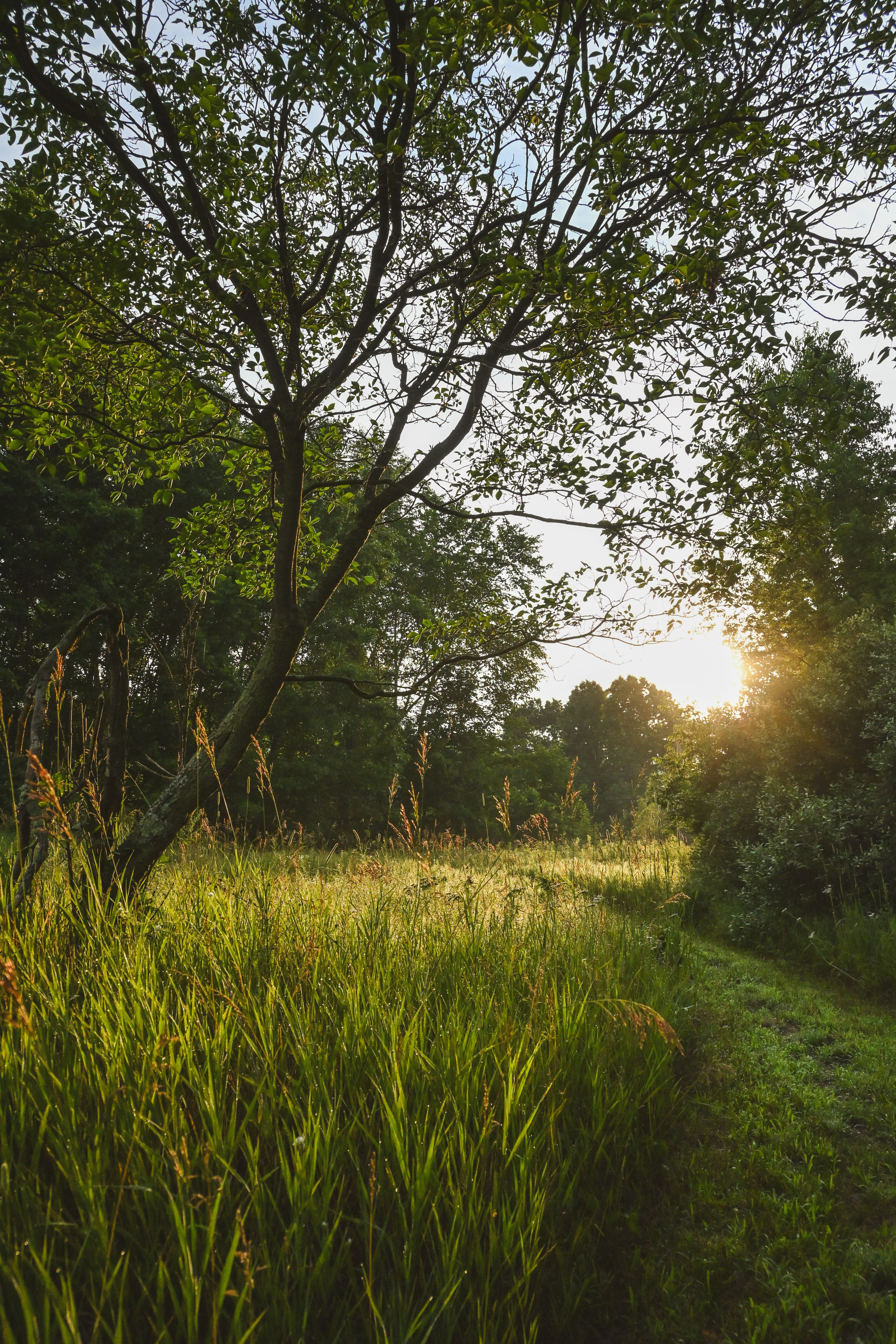 Serene Morning Landscape in Alto, Michigan · Free Stock Photo