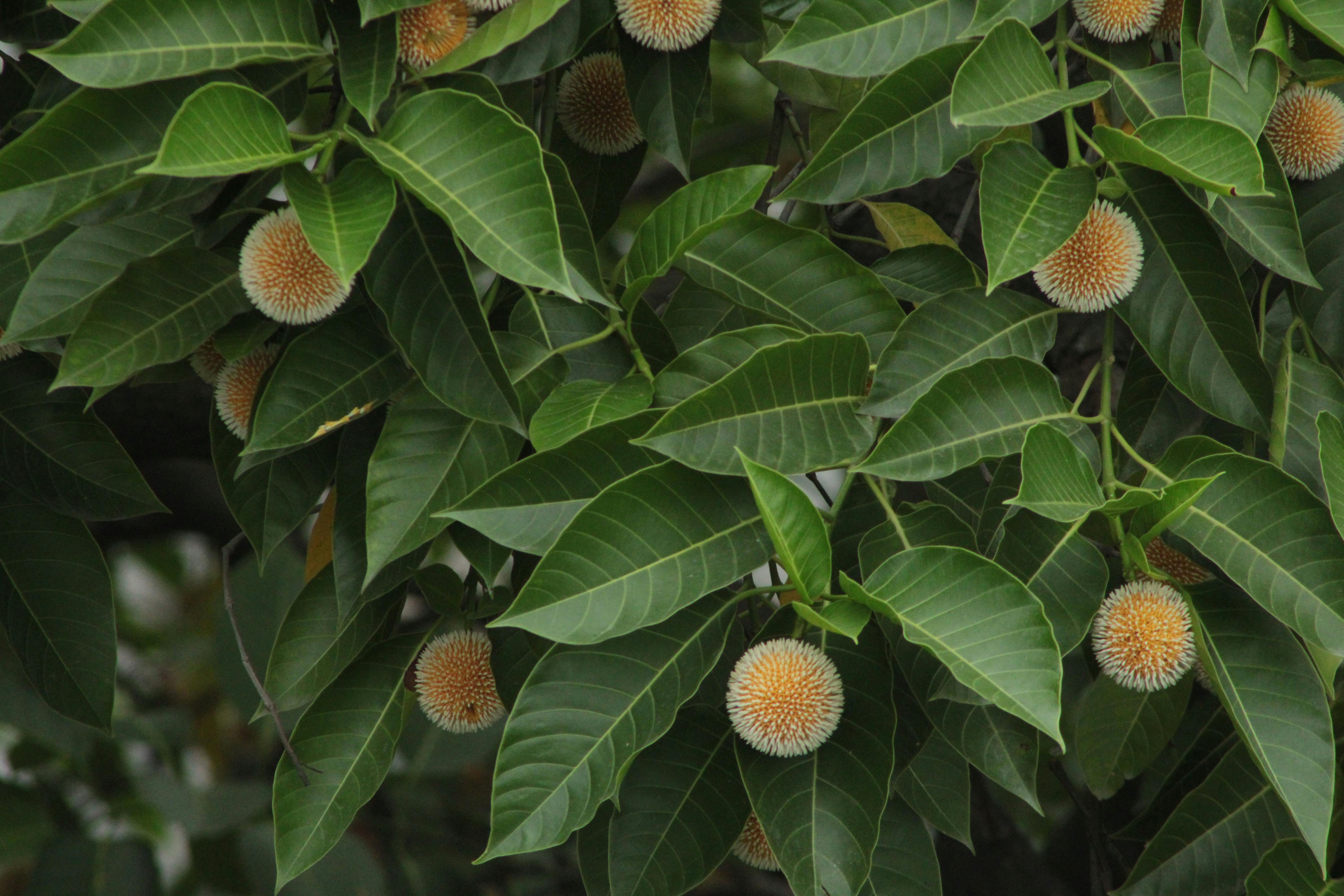 Vibrant Kadam Tree Branch with Leaves and Flowers · Free Stock Photo