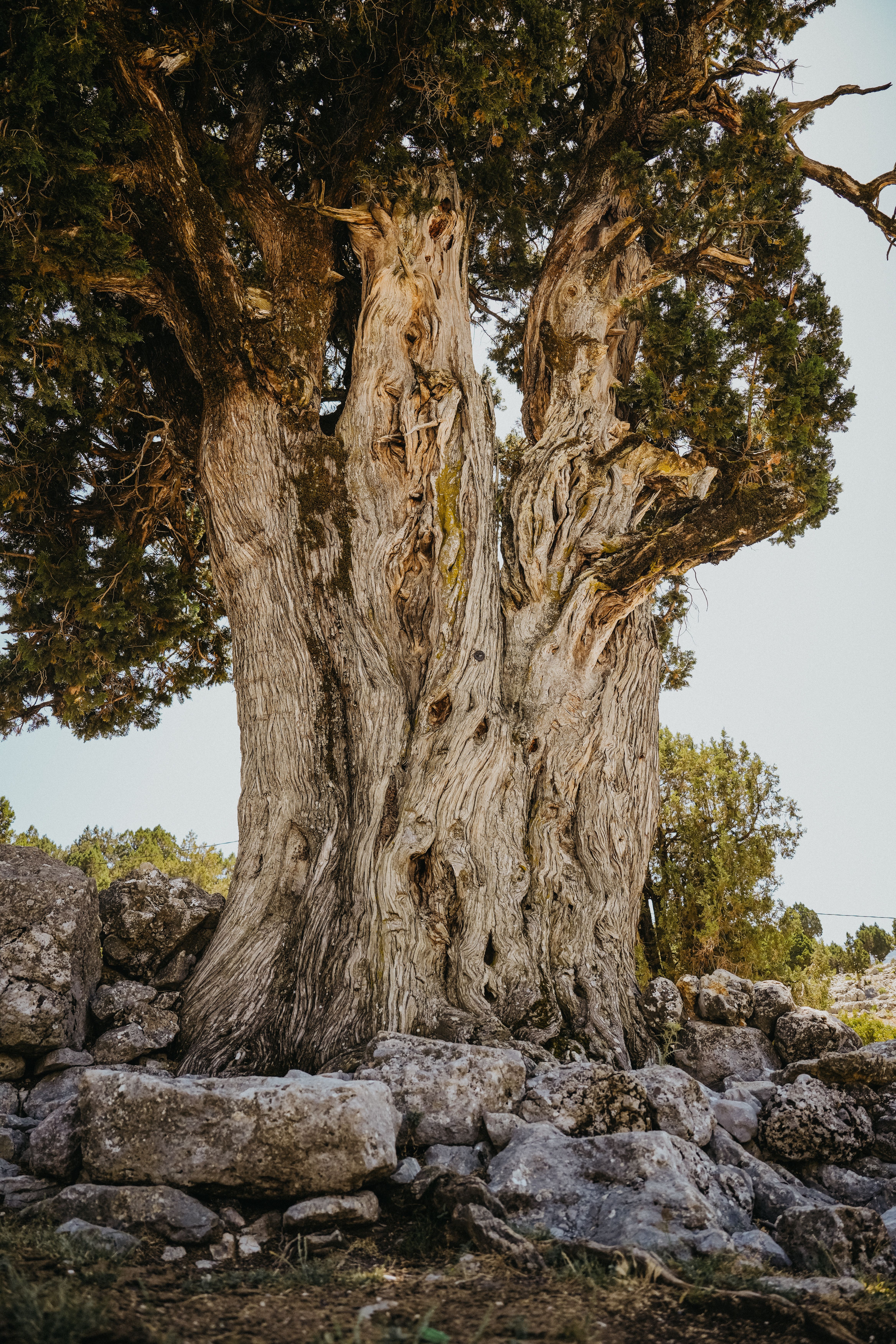 Ancient Gnarled Tree in Rocky Landscape · Free Stock Photo