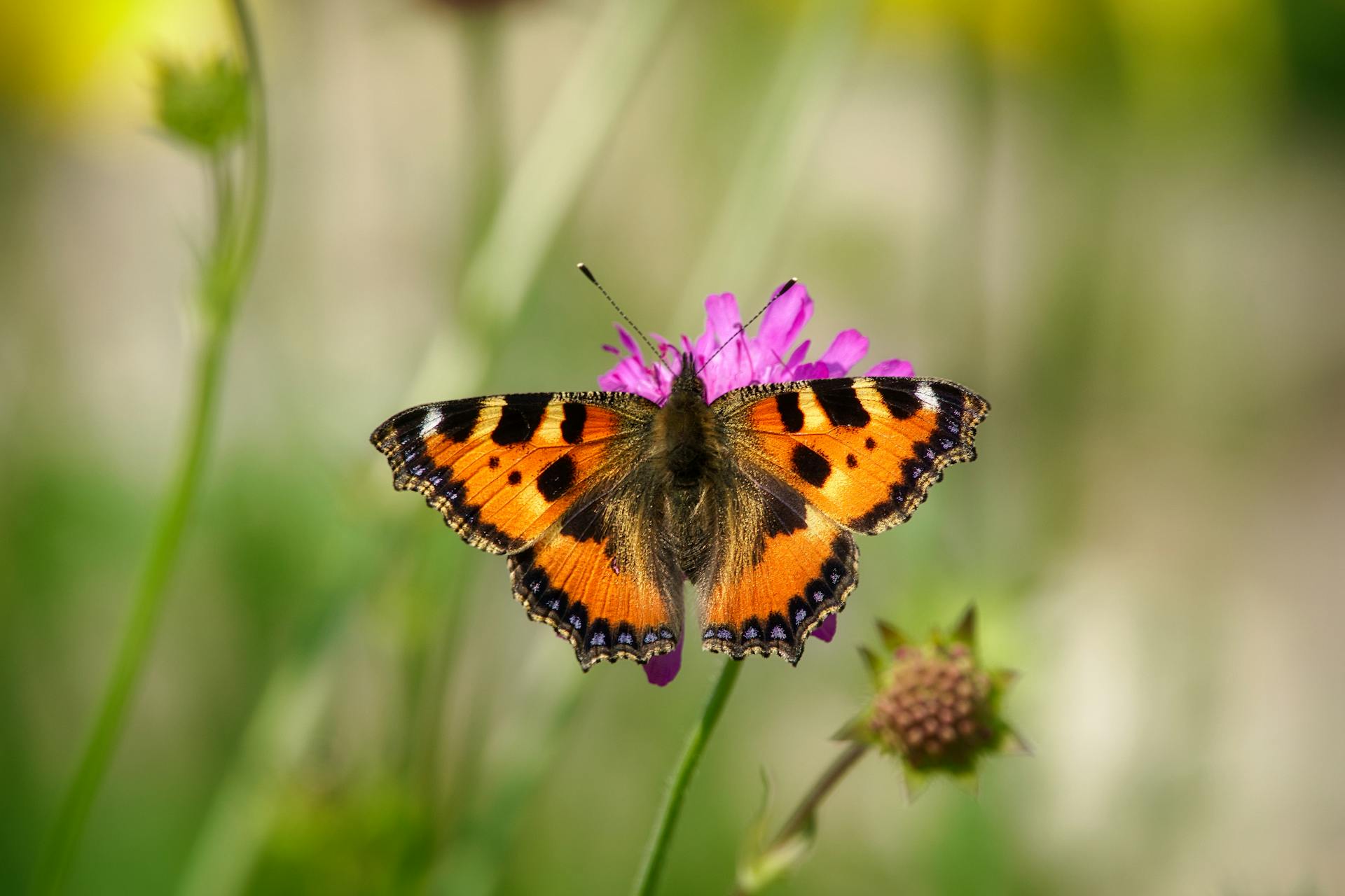 A Comprehensive Guide to Types of Tortoiseshell Cat Markings