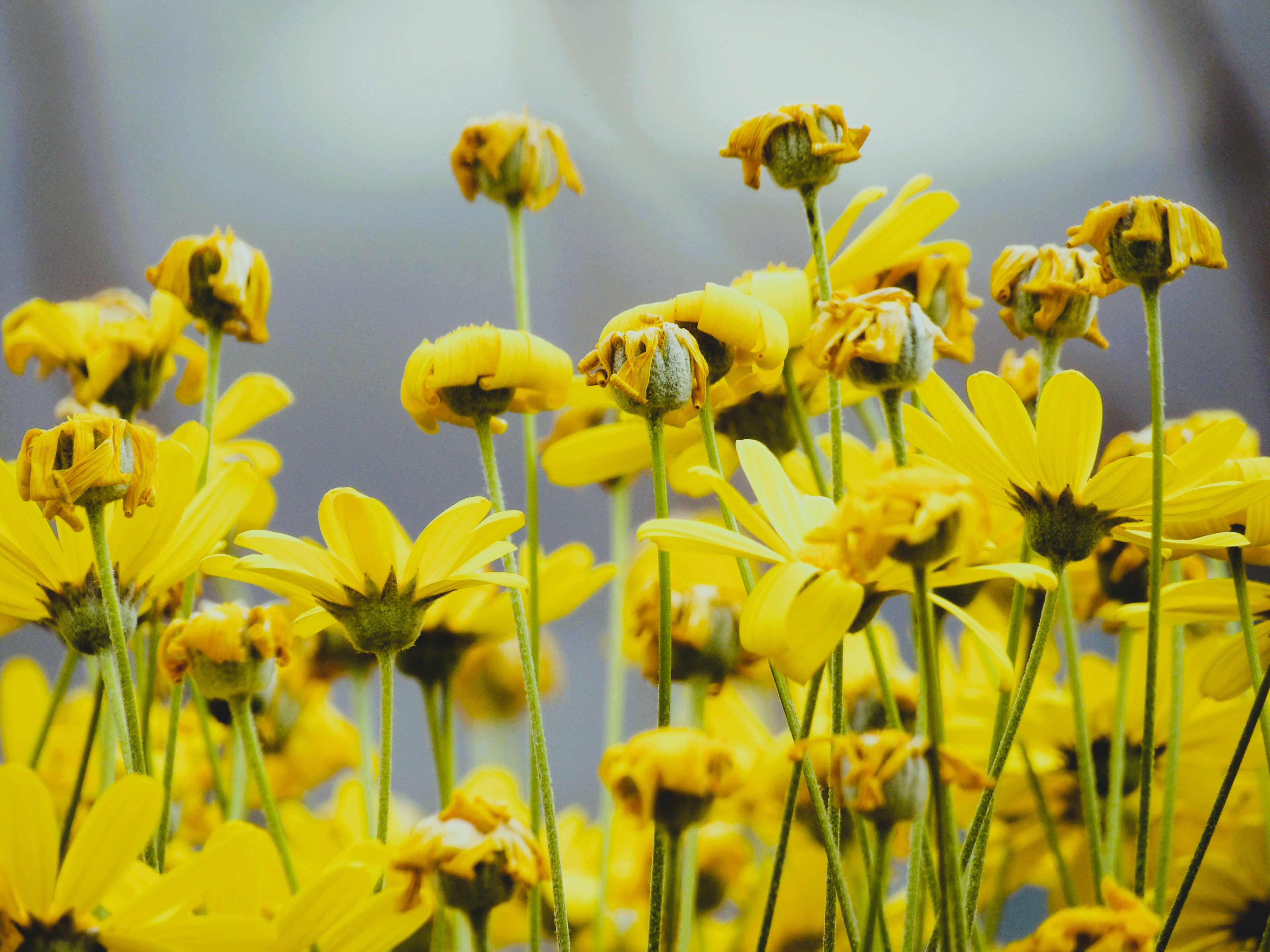 Bright Yellow Flowers Blooming Outdoors · Free Stock Photo