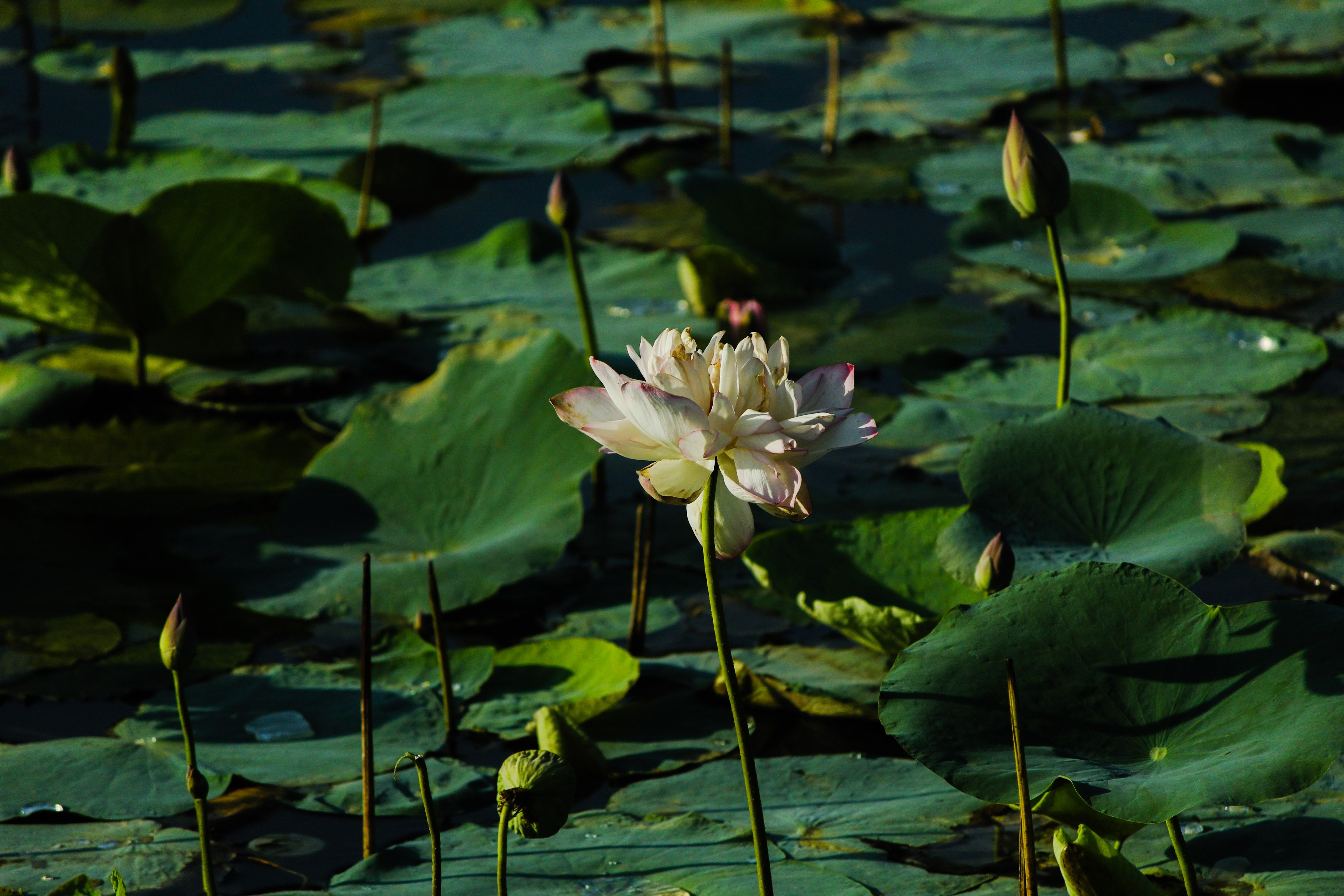 Water Flower Photos, Download The BEST Free Water Flower Stock Photos ...