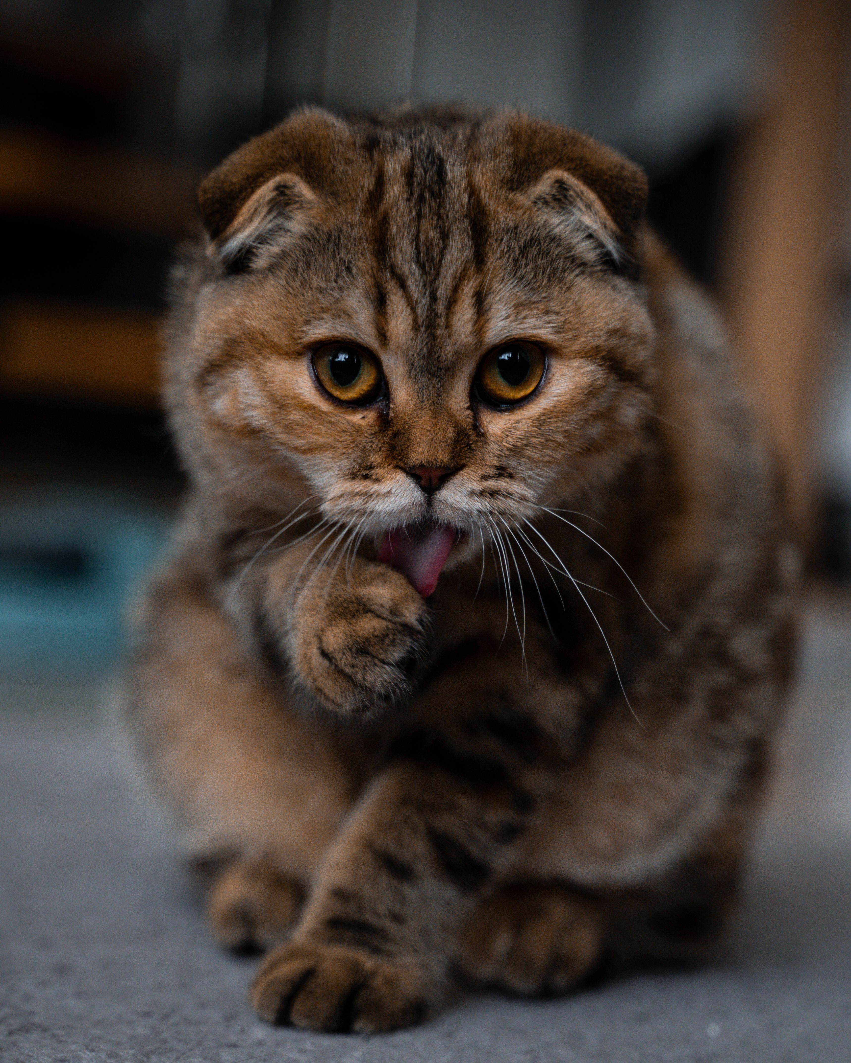 Adorable Scottish Fold Cat Licking Its Paw · Free Stock Photo