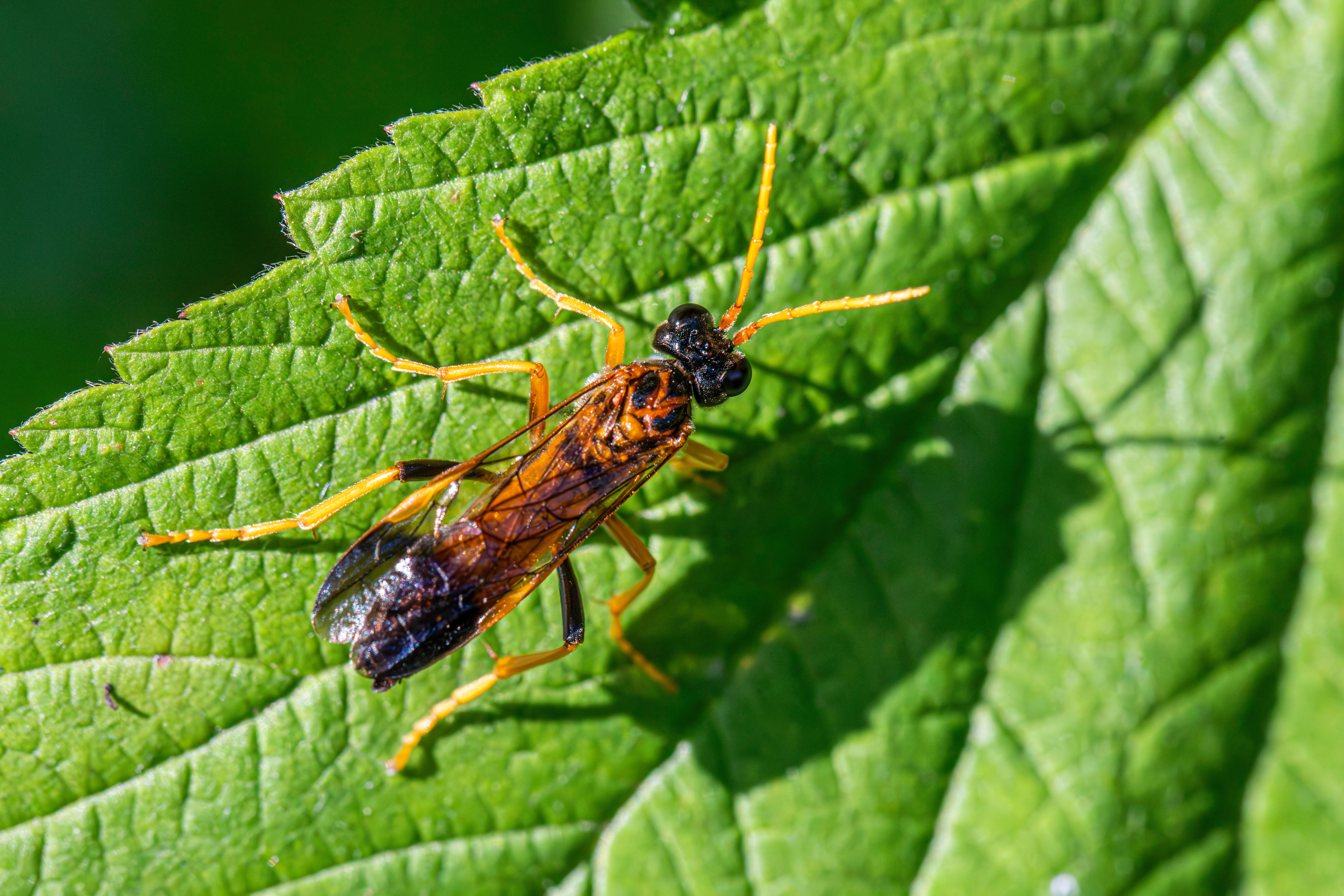 Close-up of a Figwort Sawfly on a Leaf · Free Stock Photo