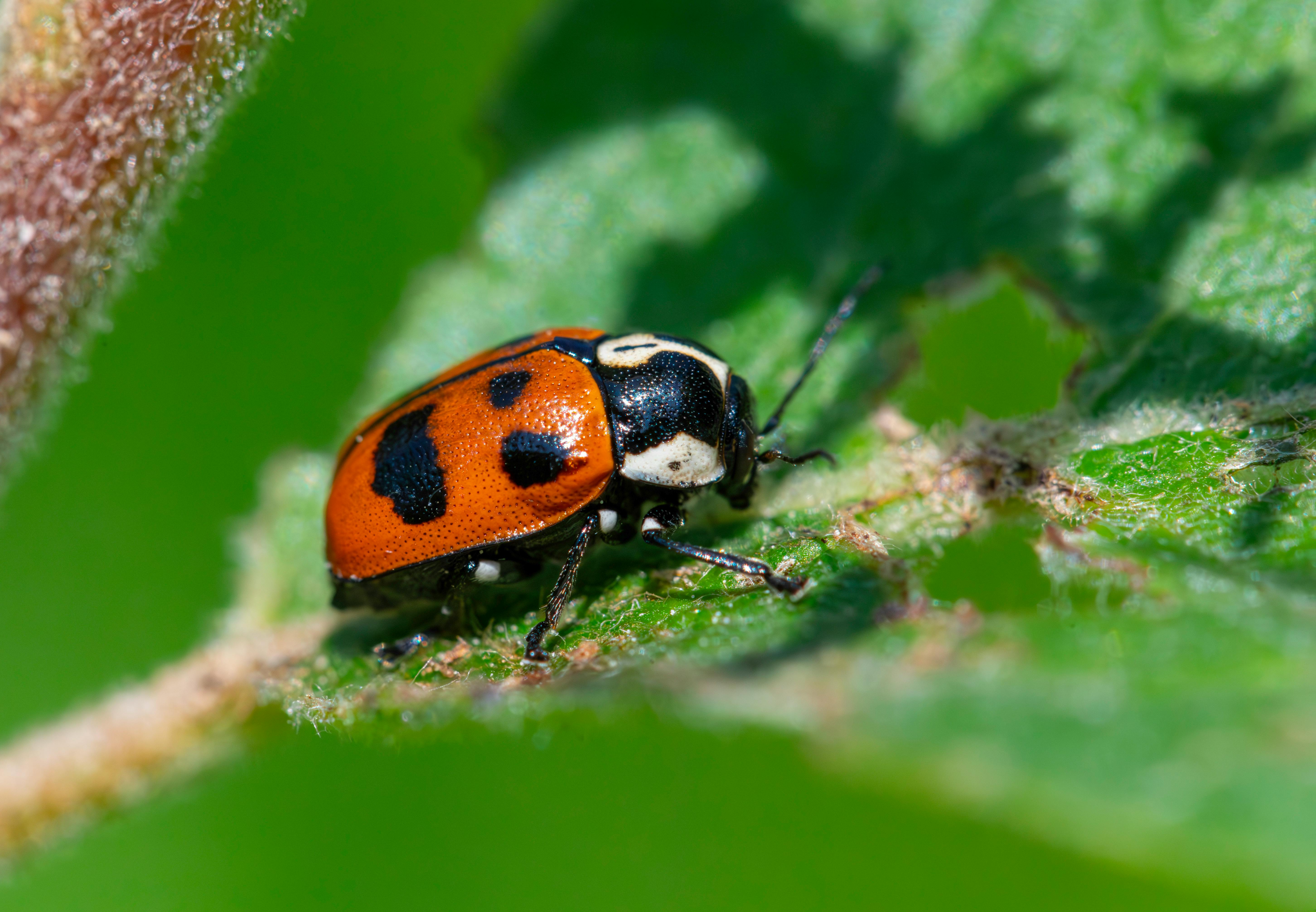 Sanitation & Pest Management Photos, Download The BEST Free Sanitation ...