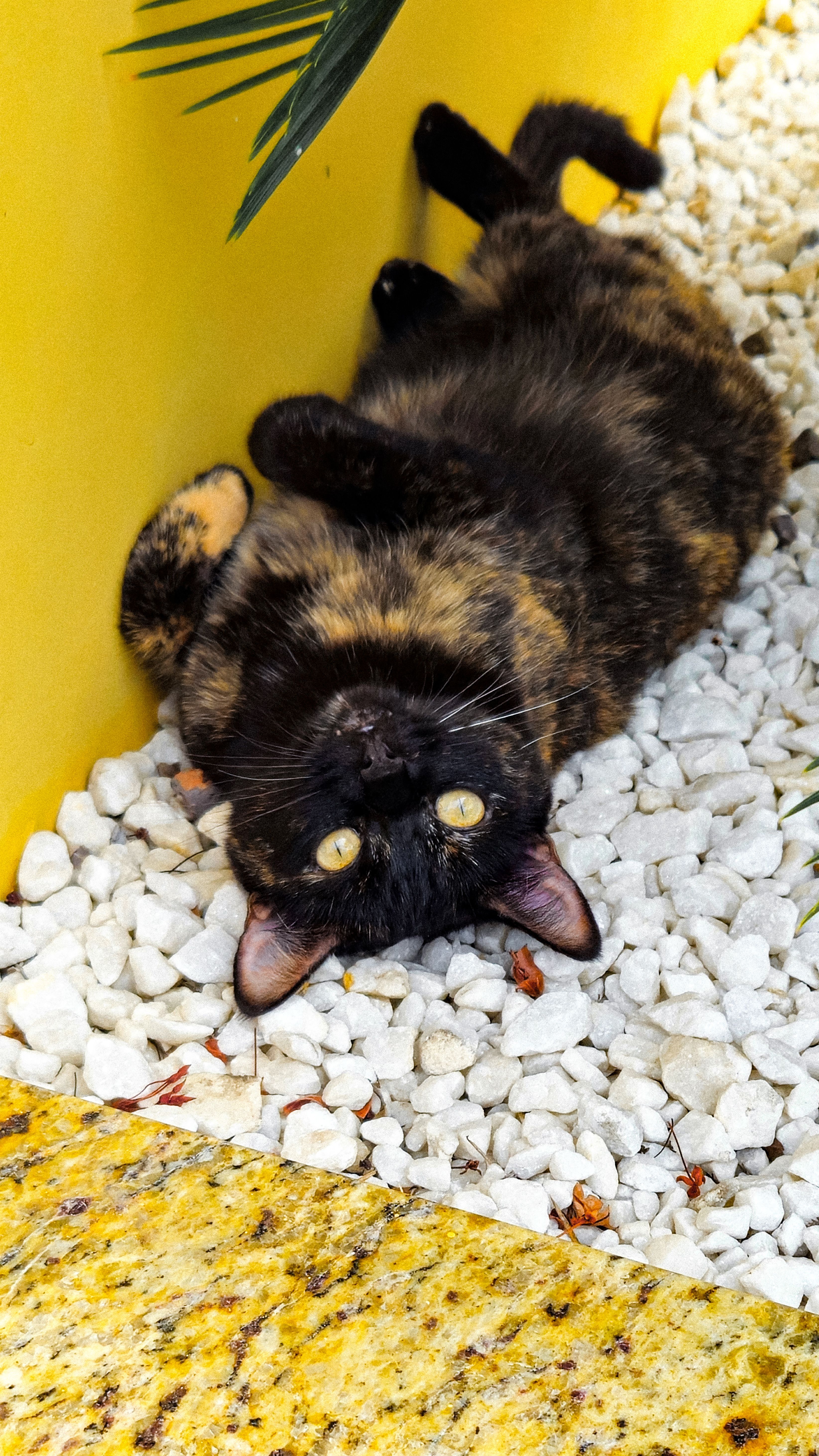 Playful Tortoiseshell Cat on White Pebbles · Free Stock Photo