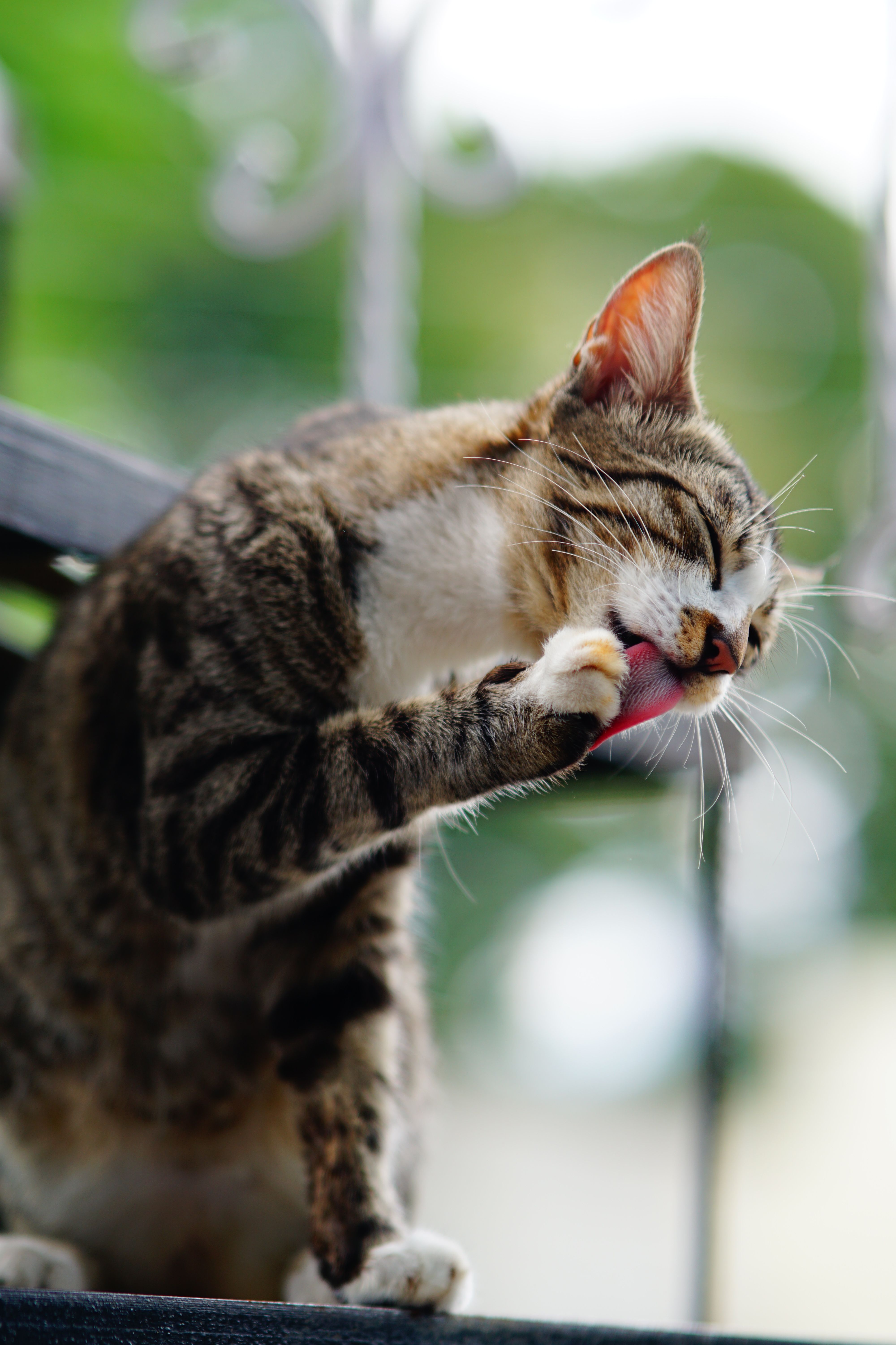 Cute Furry Photos, Download The BEST Free Cute Furry Stock Photos & HD ...