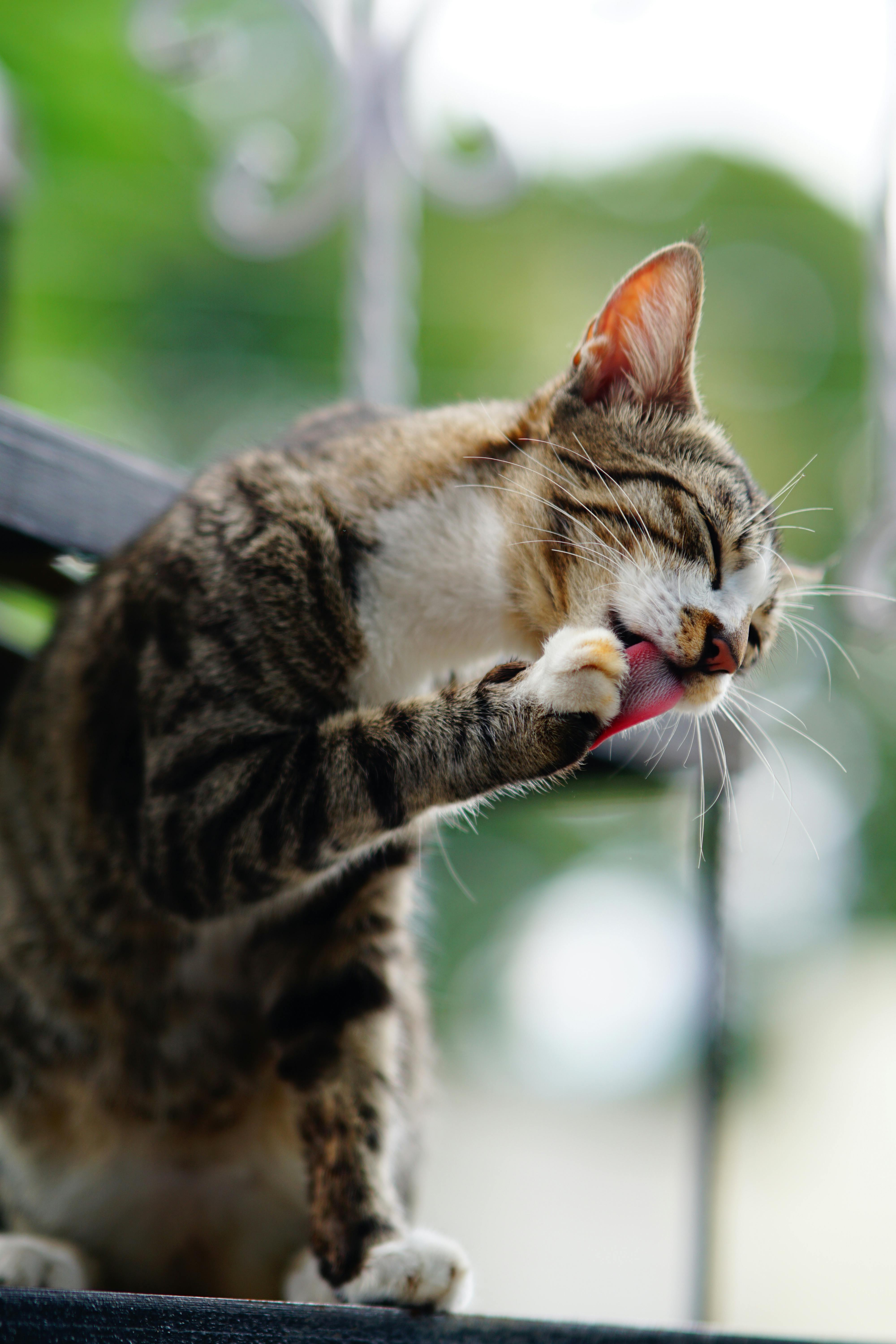 Tabby Cat Grooming Itself Outdoors · Free Stock Photo