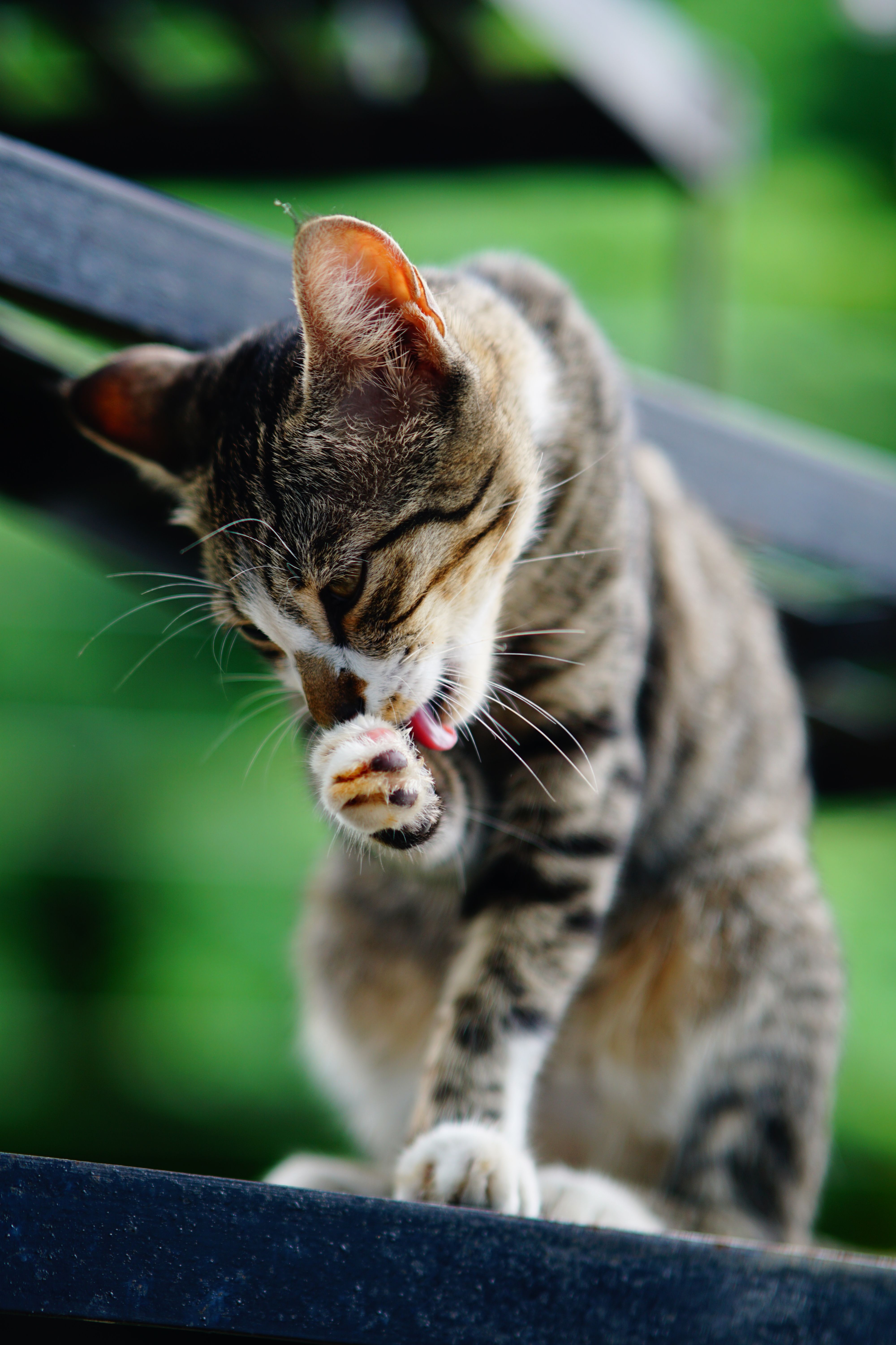 Close-up of a Tabby Cat Grooming Outdoors · Free Stock Photo