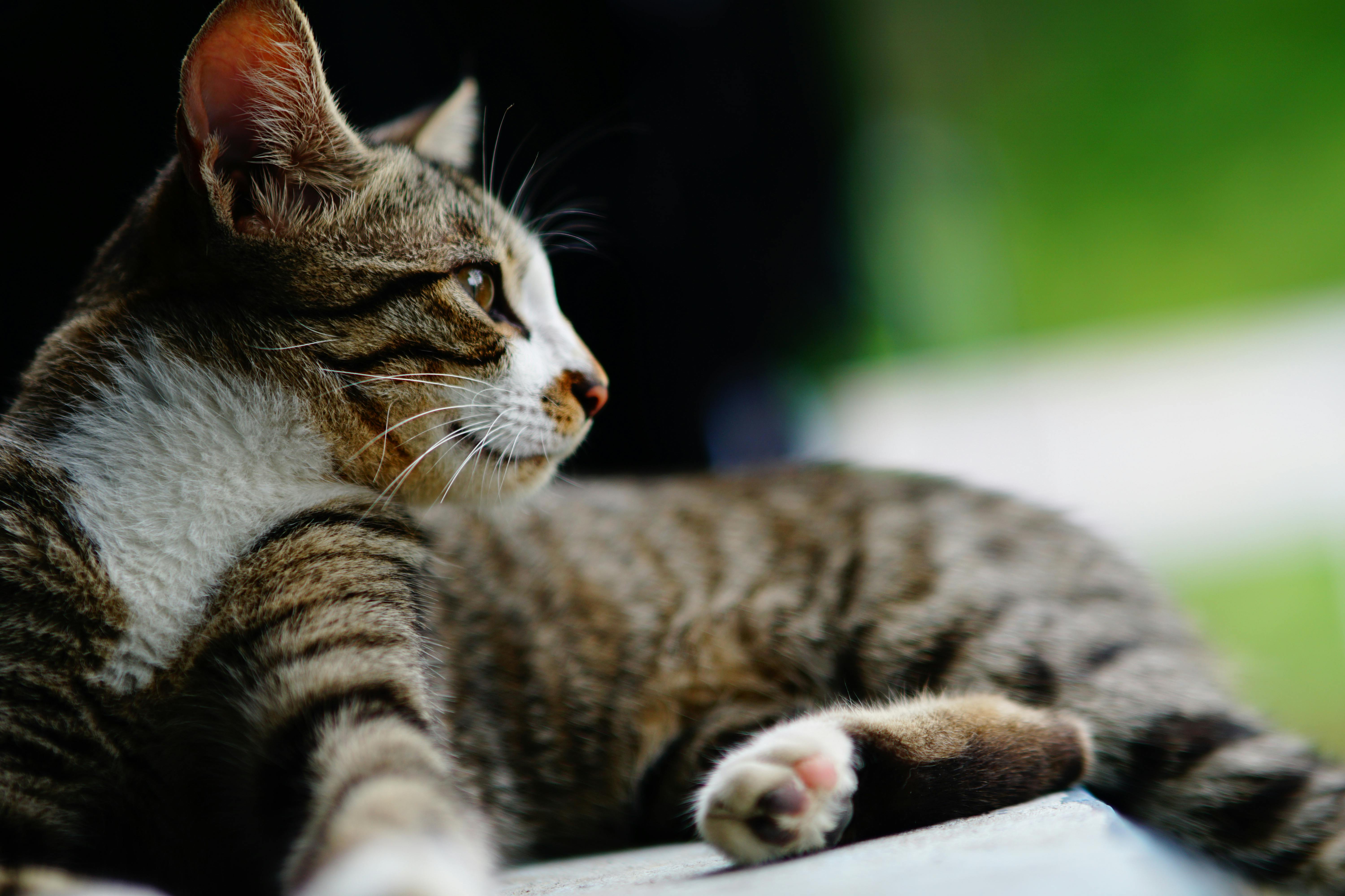 Cute Animated Cat Photos, Download The BEST Free Cute Animated Cat ...