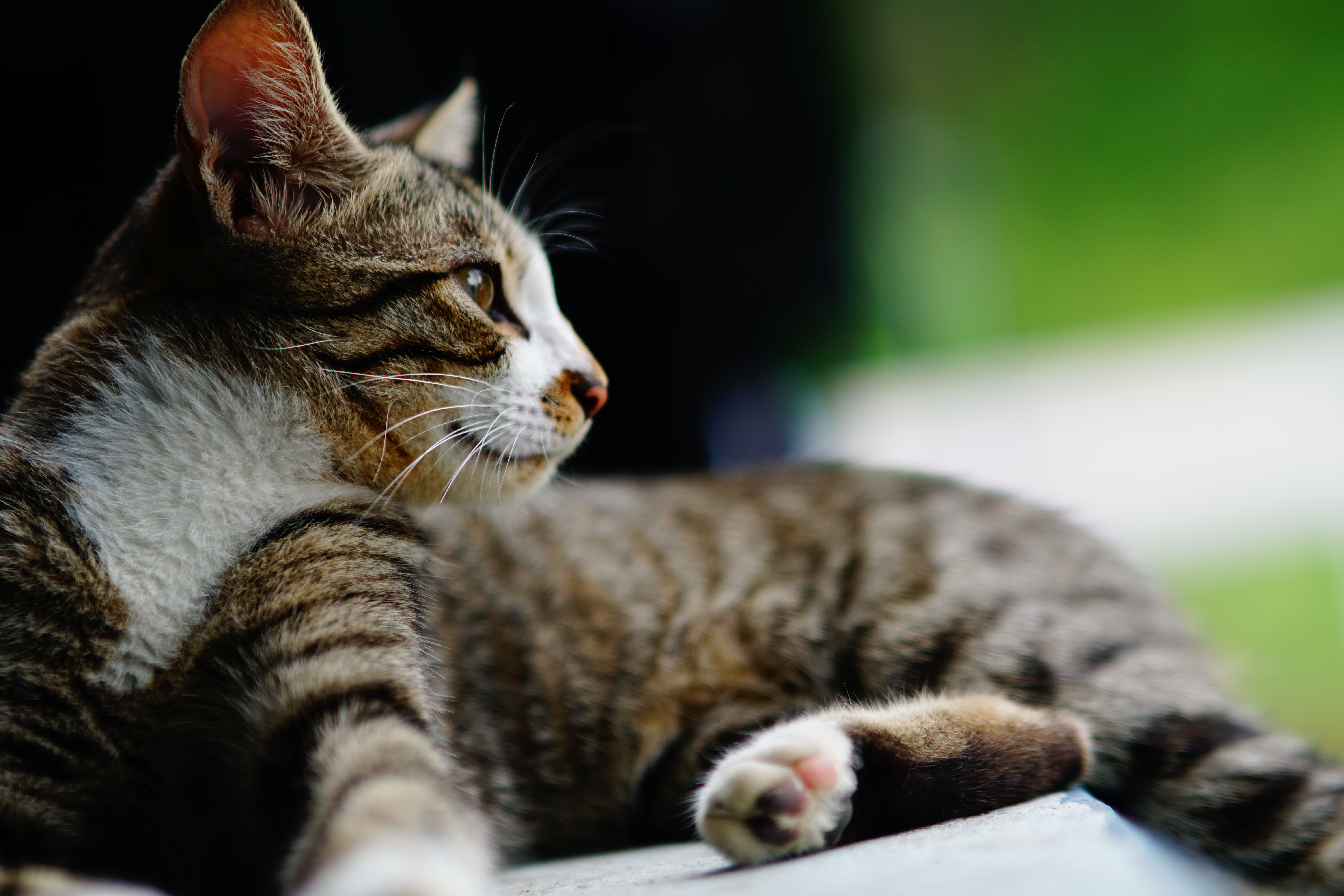 Portrait En Gros Plan D'un Chat Tigré Détendu à L'extérieur · Photo ...
