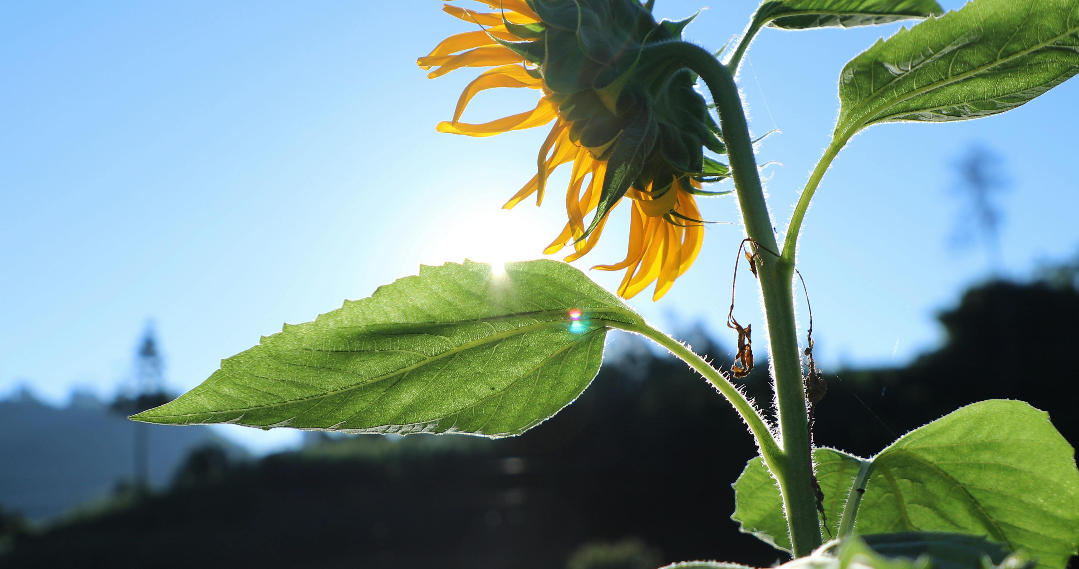 Sunflower No Background Photos, Download The BEST Free Sunflower No ...